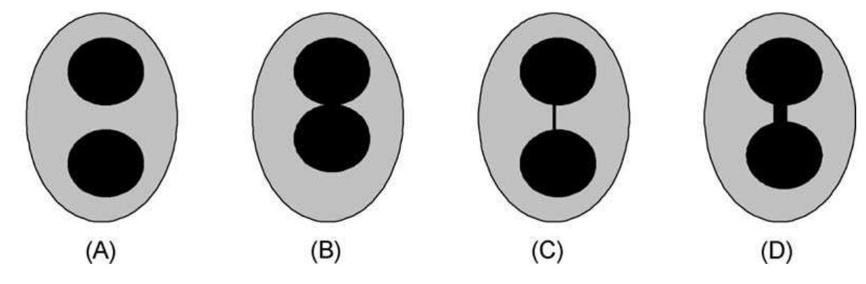 Criteria for choosing binucleated cells in the