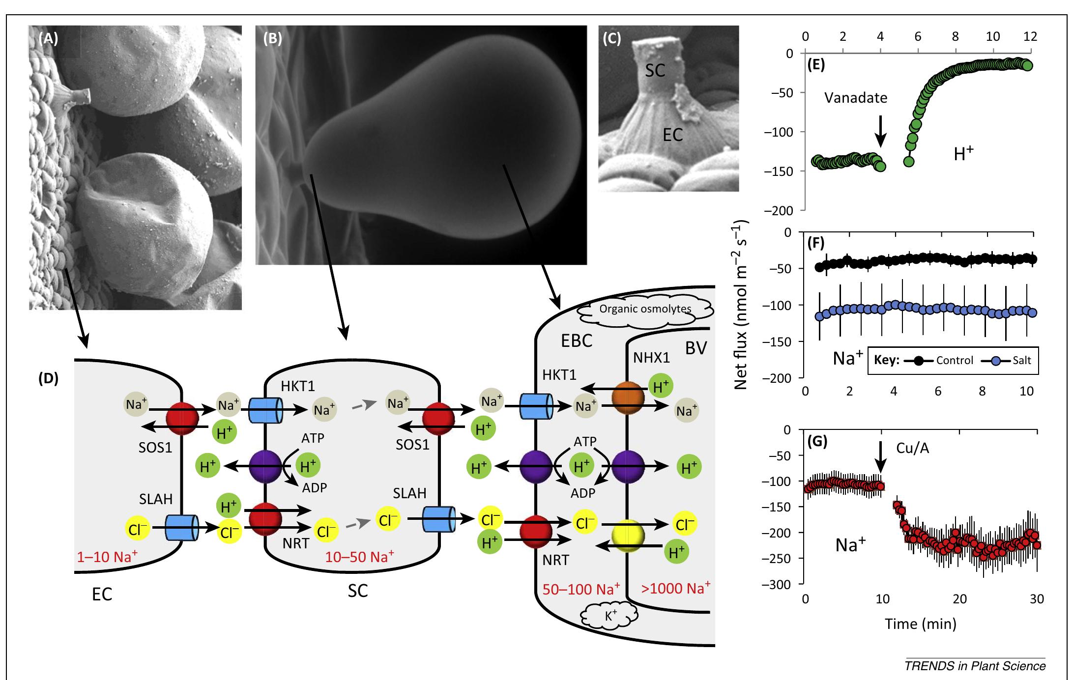 Anatomy of the bladder cell complex and predicted transport