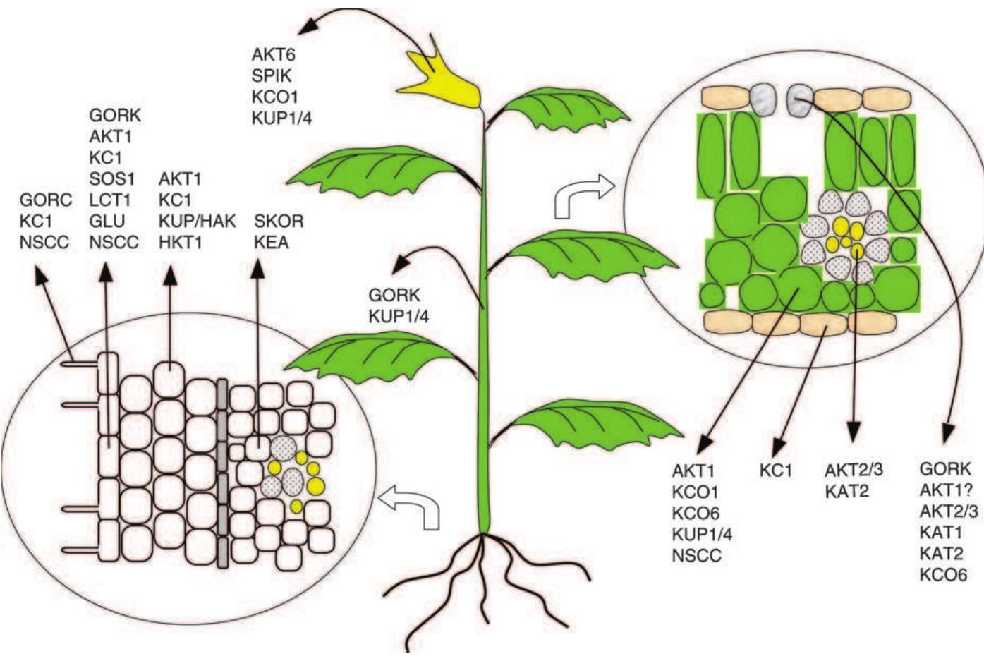 Tissue-specific expression of k* transporters in plants.