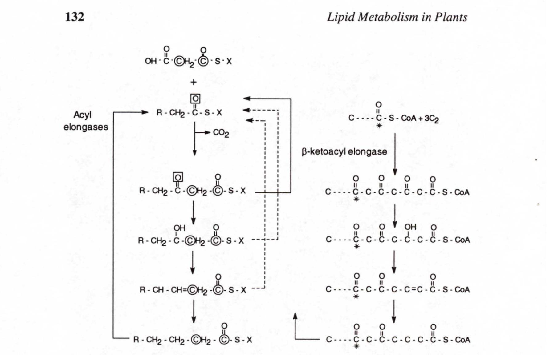 The basic condensation elongation mechanism synthesizes the