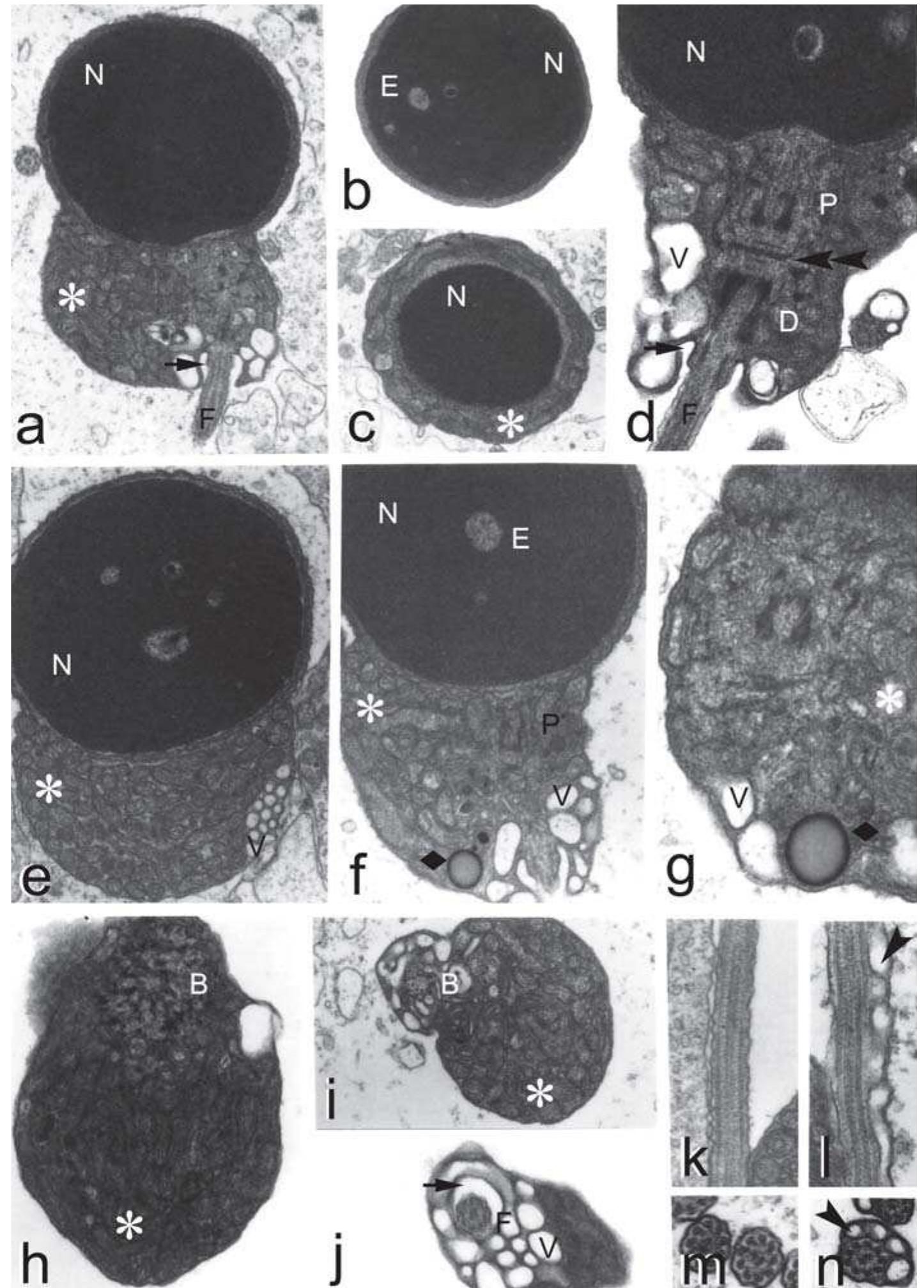In the germinal epithelium. in these cysts, groups of