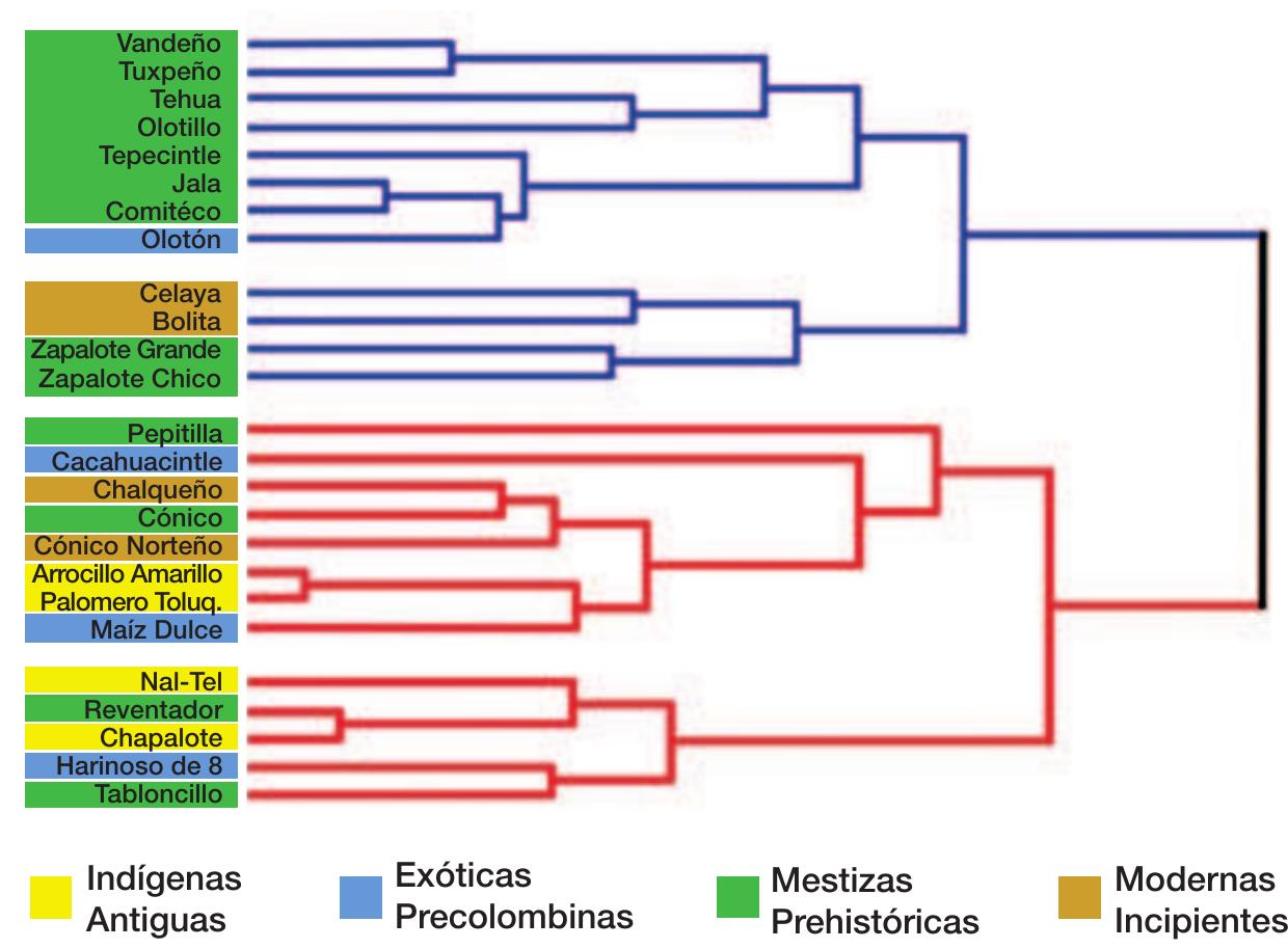 Classification of mexican maize races. the blue and red