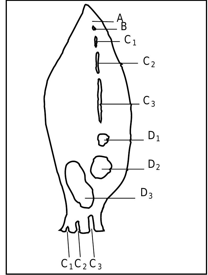 Types of lesions made by swcb larvae feeding on ear husk-