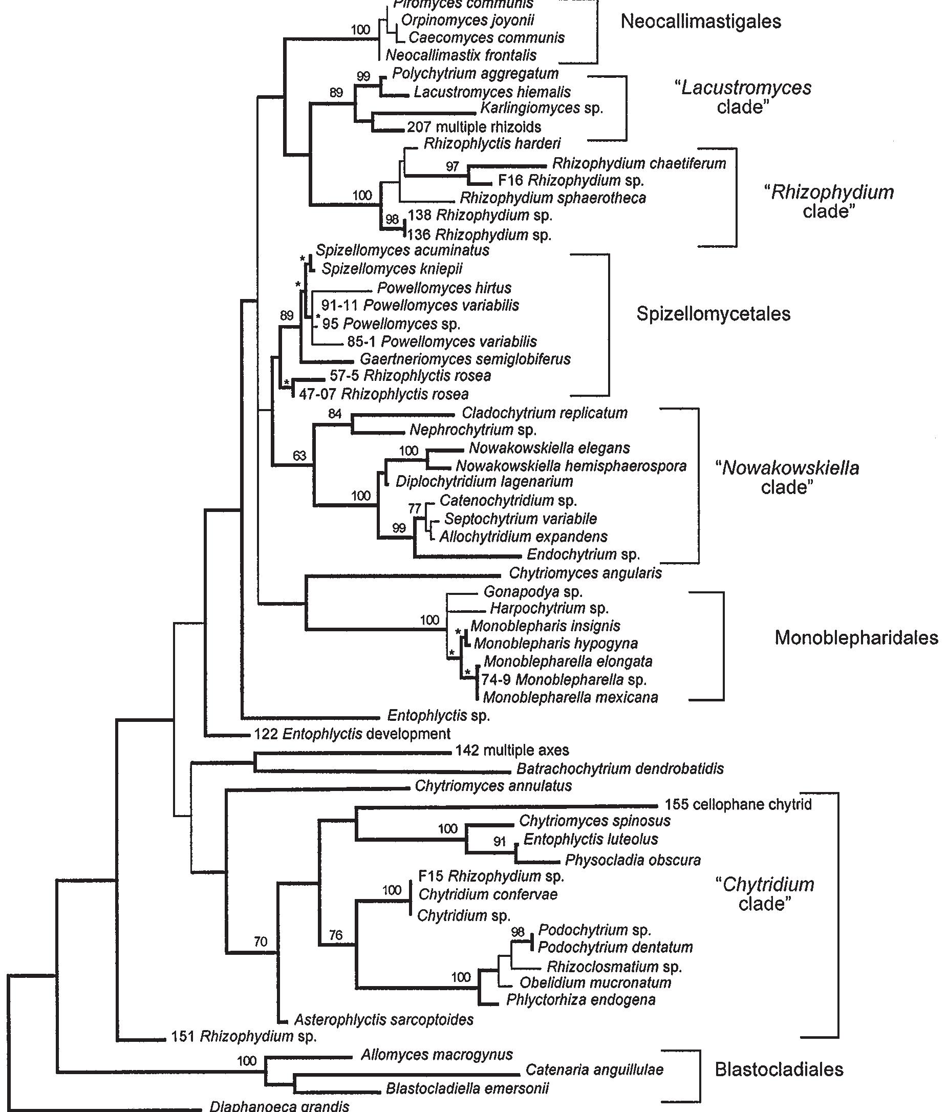 Evolutionary hypothesis for the chytridiomycota. tree shown