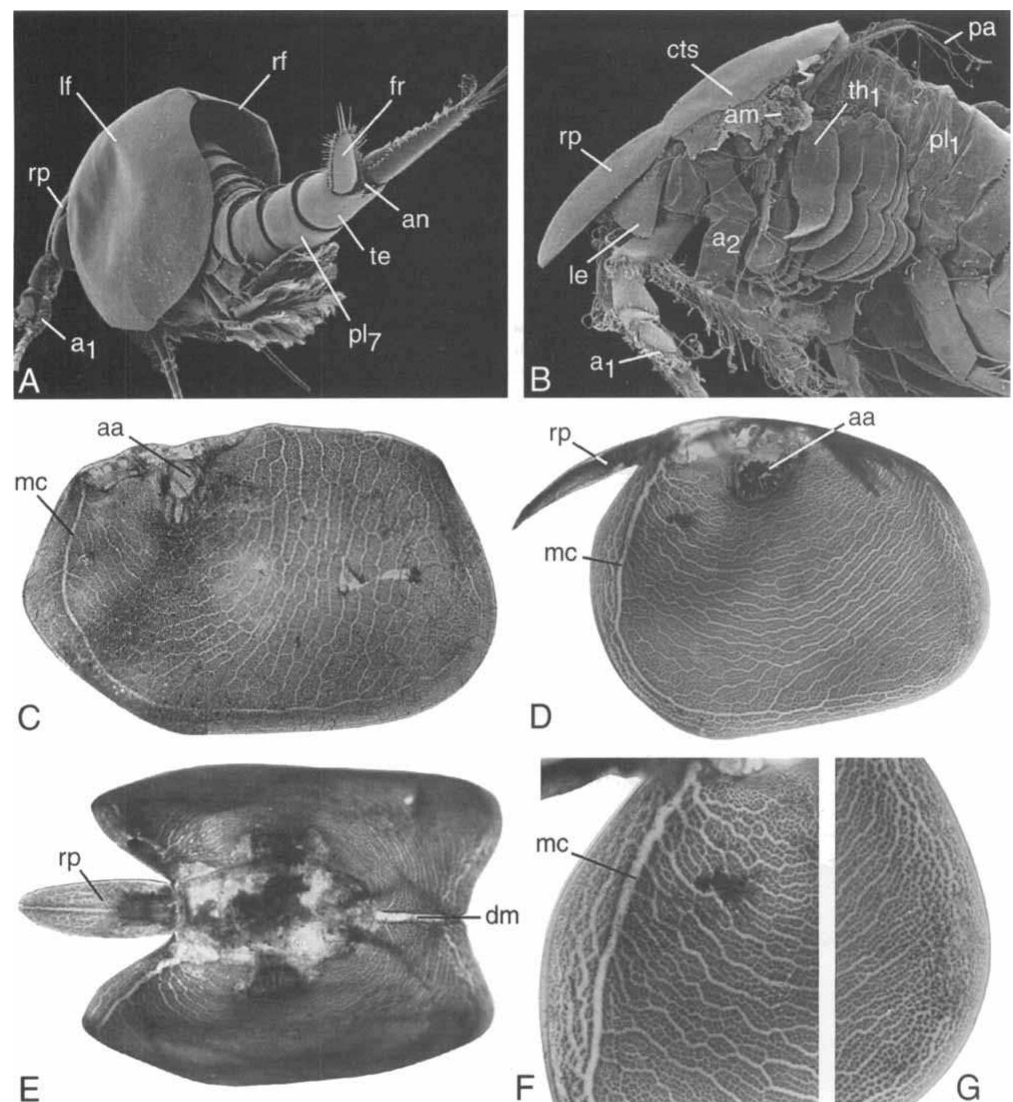 Figure 4 - The Cambrian origin of the circulatory system of