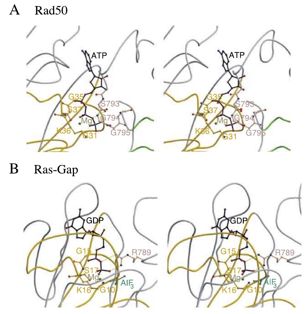 Comparison of the signature motif in abc proteins with the