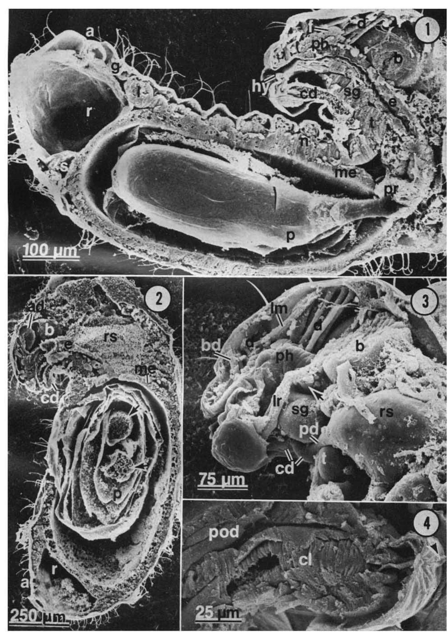 Figure 1 - Internal anatomy of the fourth instar larva of