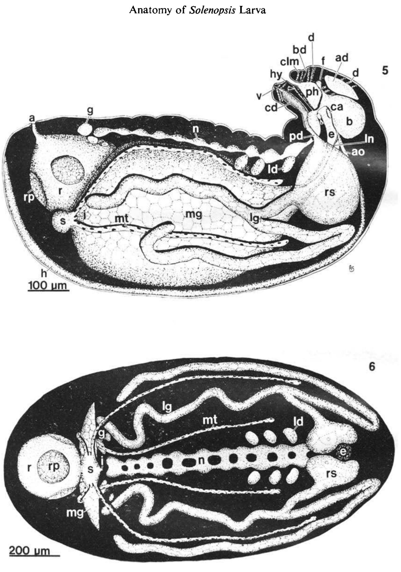 Figure 2 - Internal anatomy of the fourth instar larva of