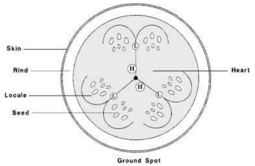 Transverse section of watermelon showing areas of sampling