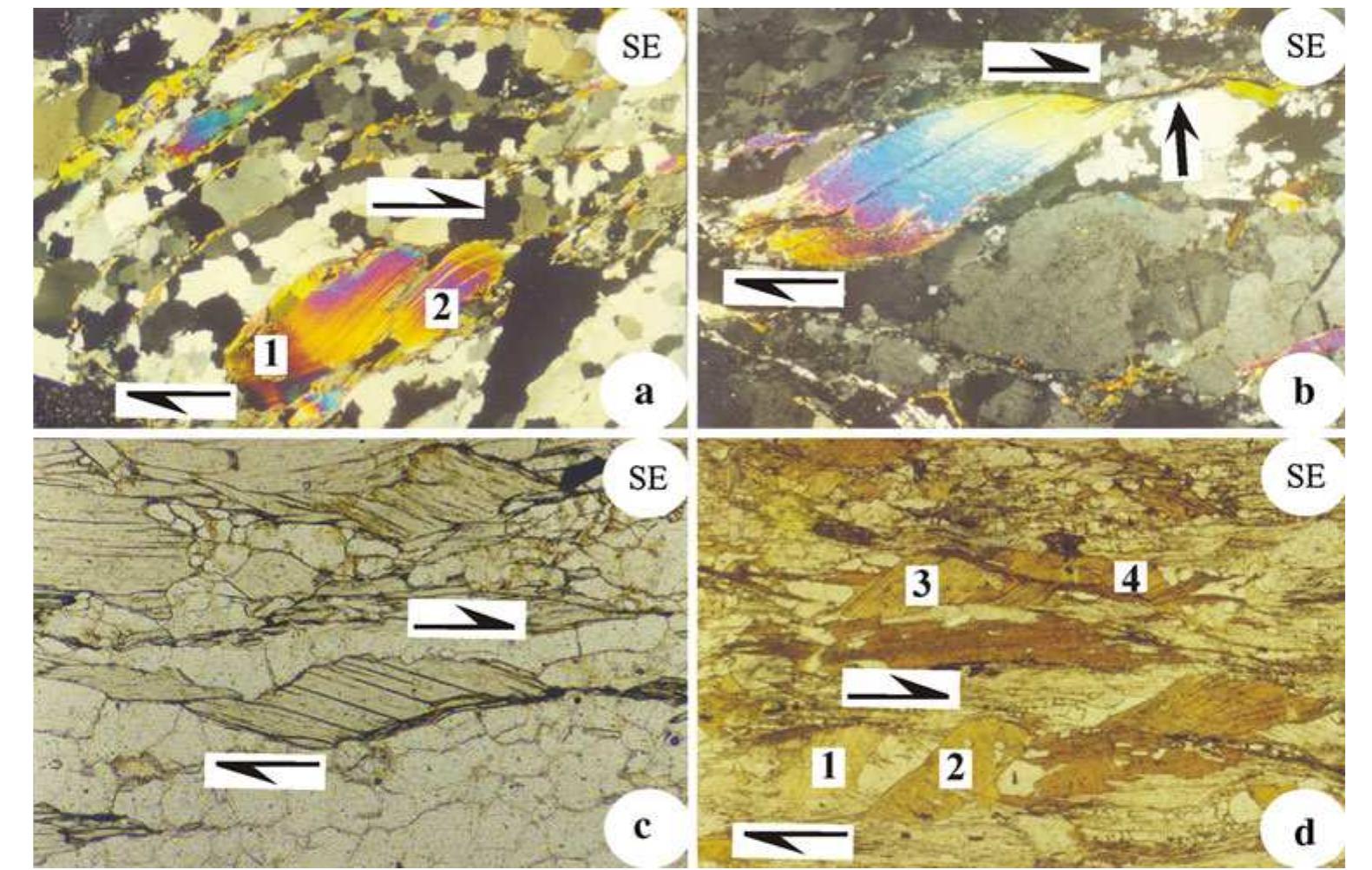 Single sigmoid fish of a number of local orientations («)