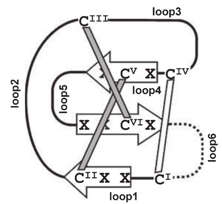 Schematic diagram of the cyclotide (knottin) fold