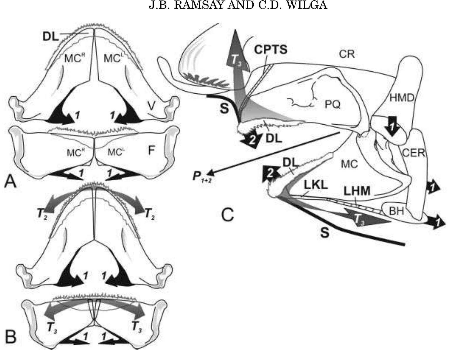 Interaction of dental ligament with jaws, hyoid arch,