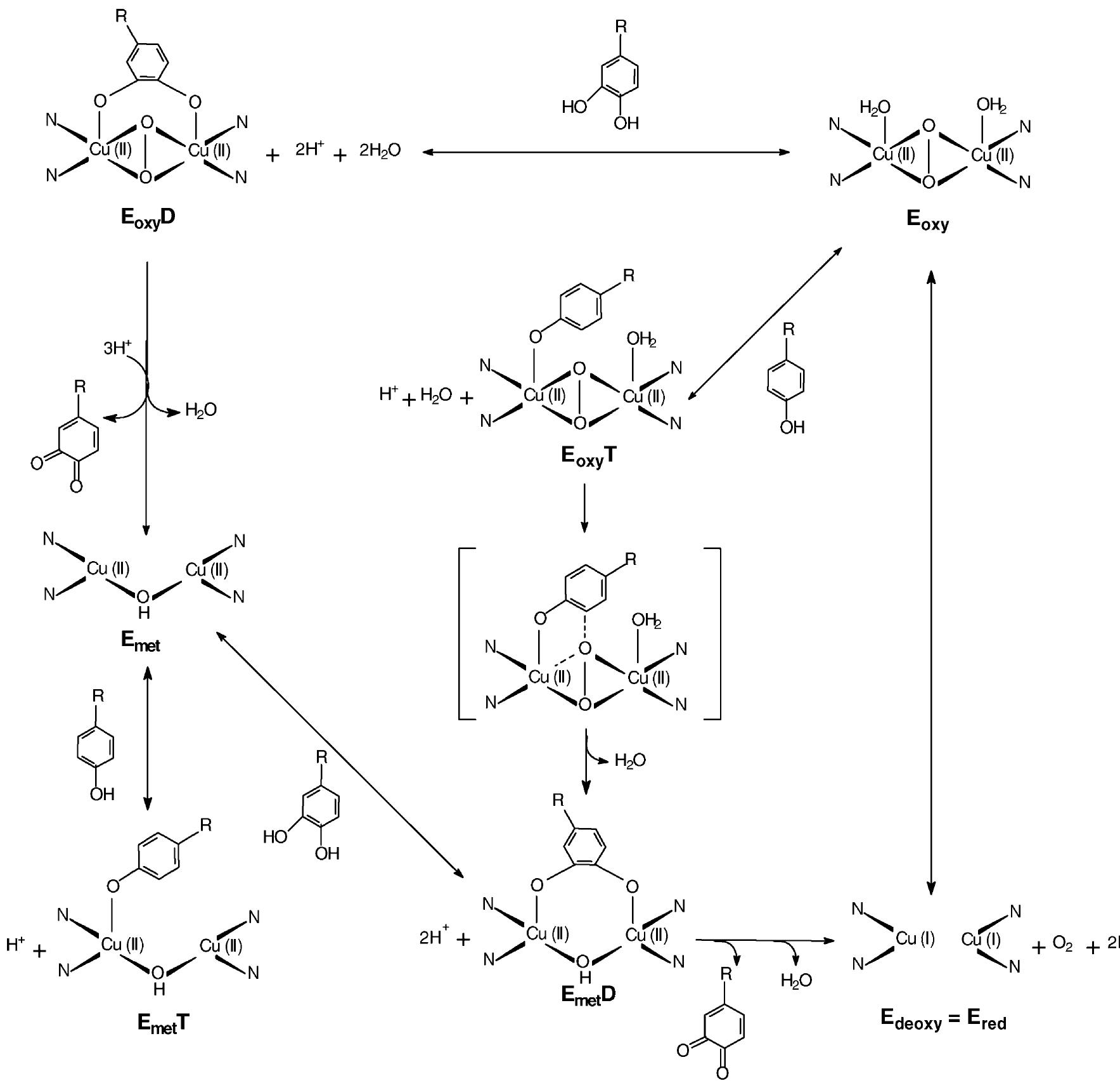 Catalytic cycle for the oxidation of monophenol and diphenol