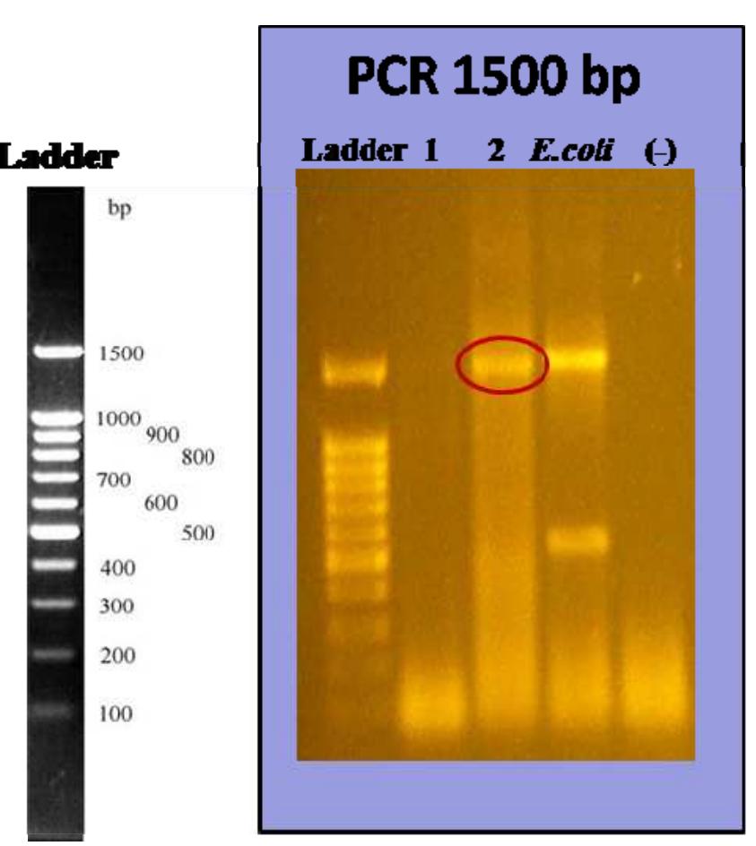 6. agarose gel showing the pcr product obtained after