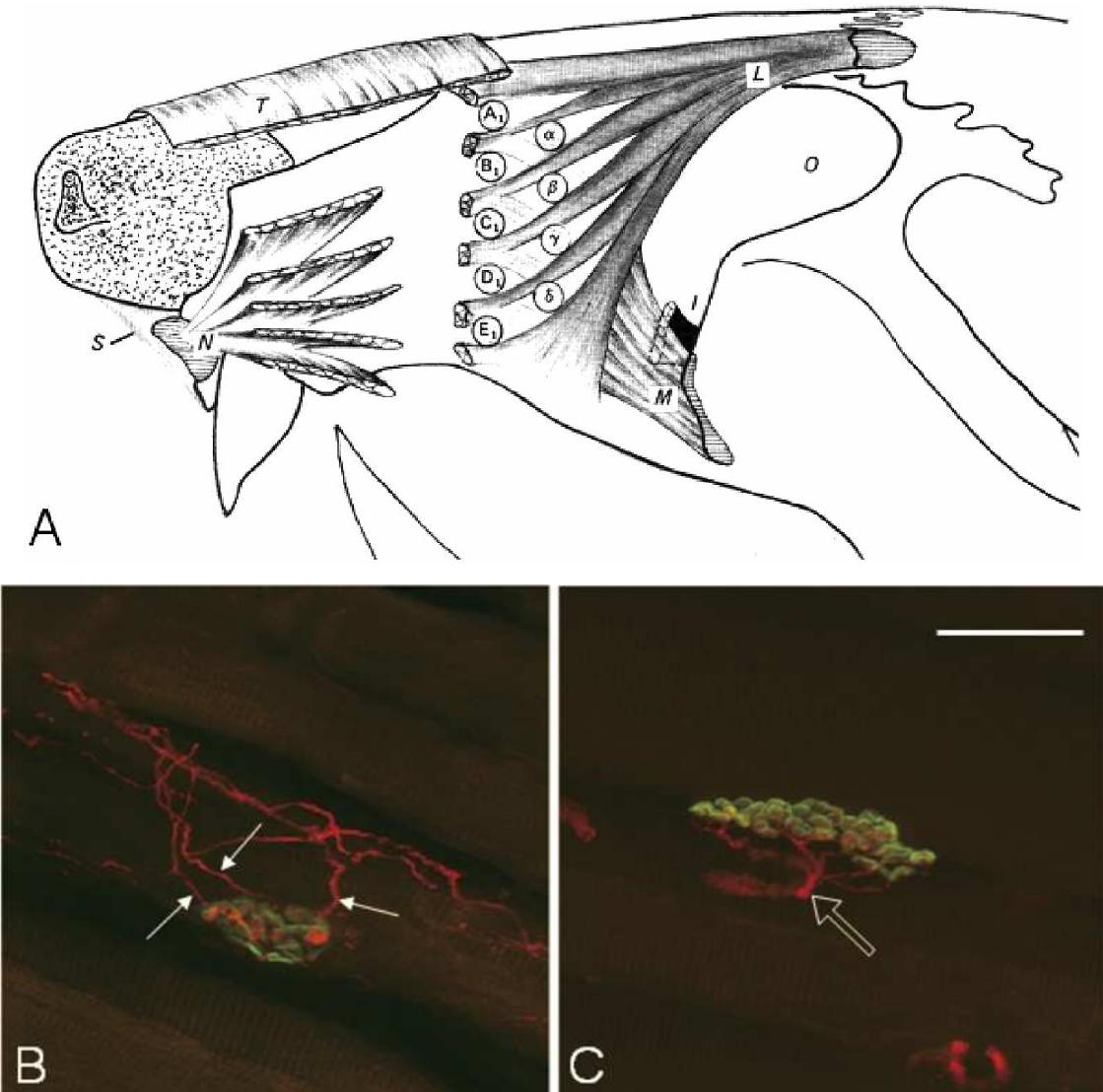 Quality of target muscle reinnervation. a: schematic drawing
