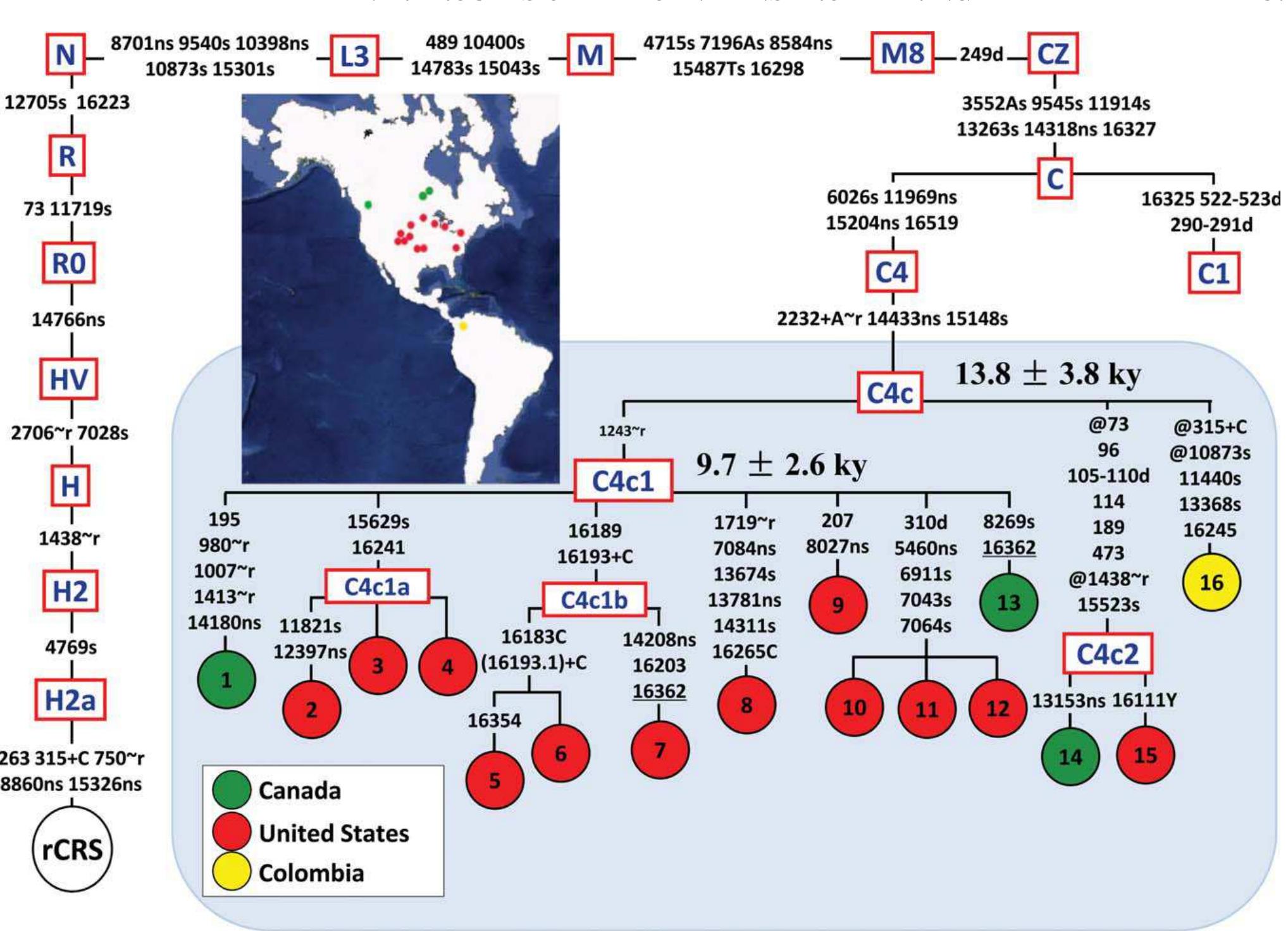 Detailed tree of native american haplogroup c4c. this