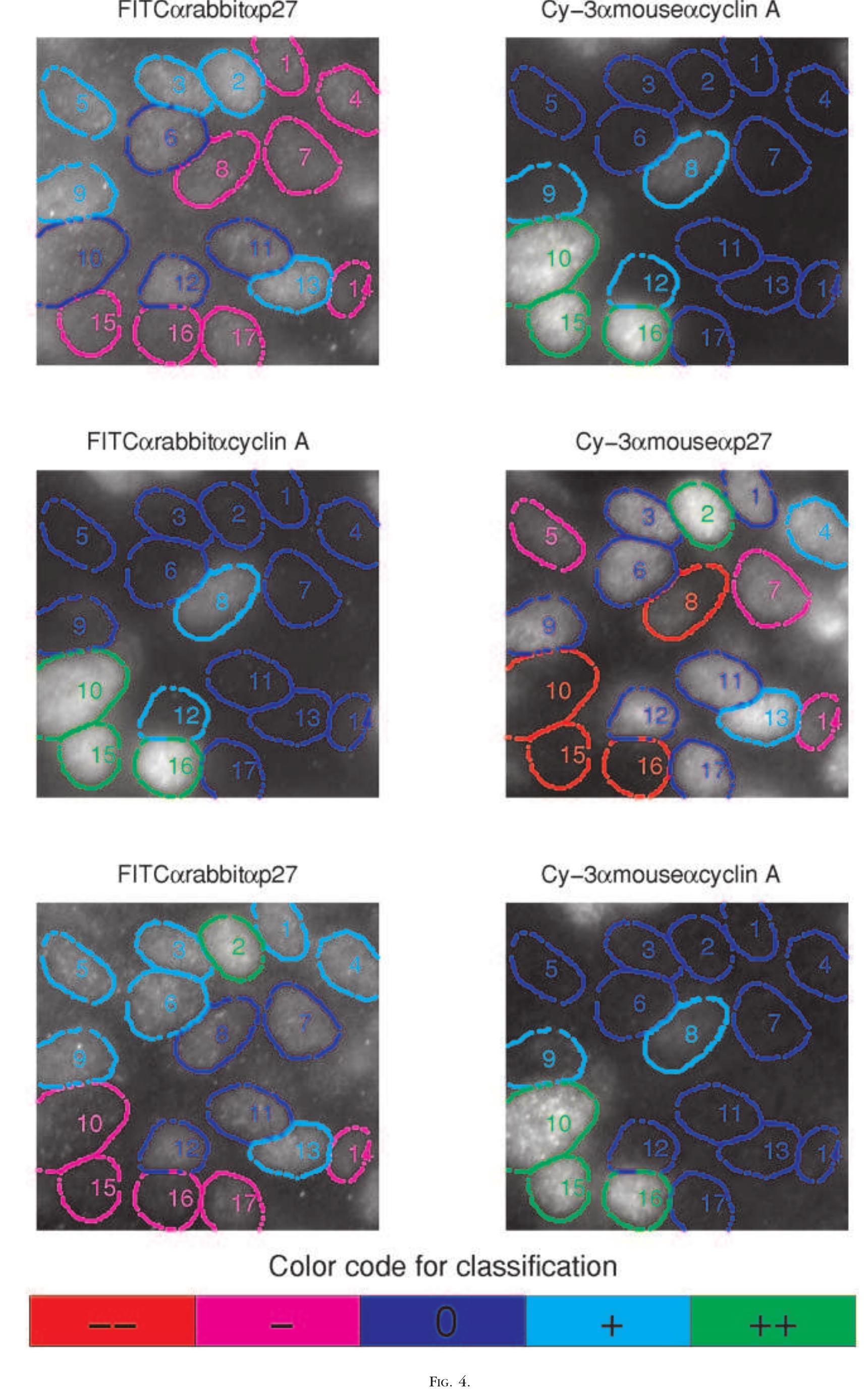 Figure 4 - Sequential immunofluorescence staining and image