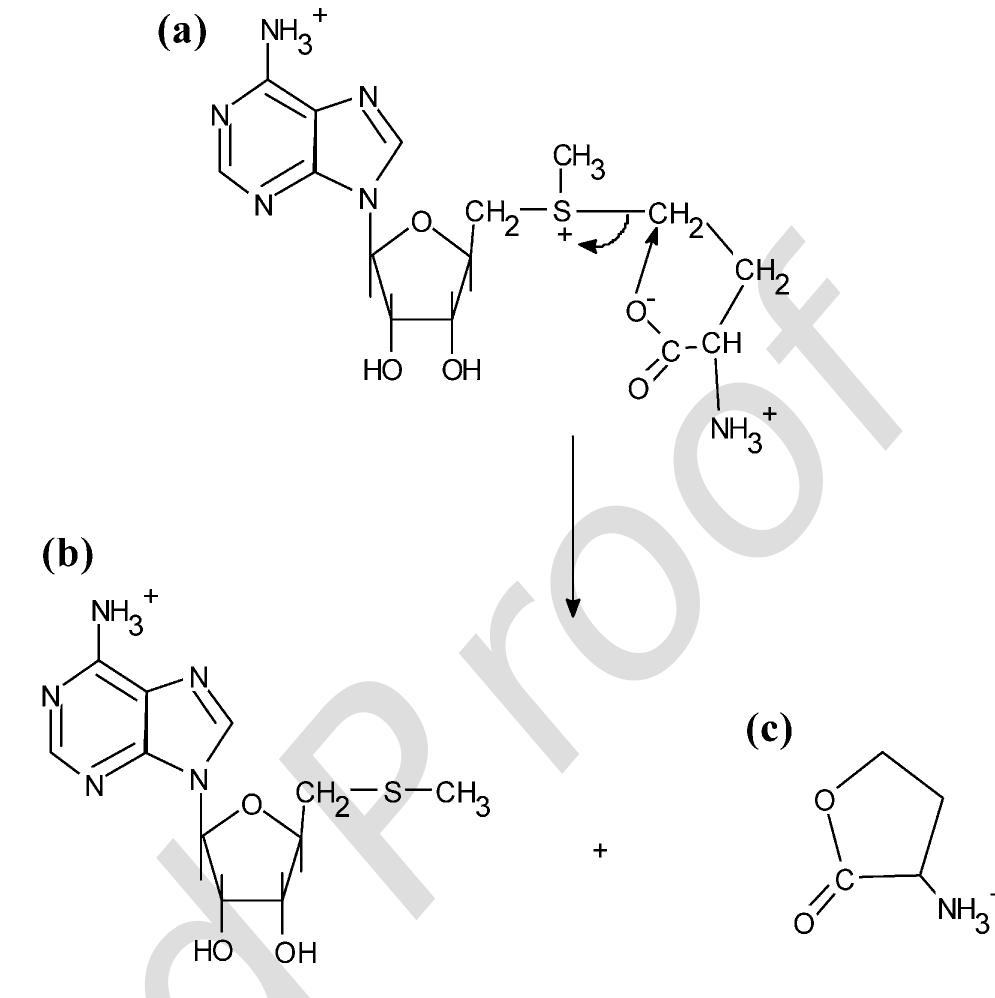 Cleavage mechanism of sam: (a) sam; (b) mta; (c) homoserine