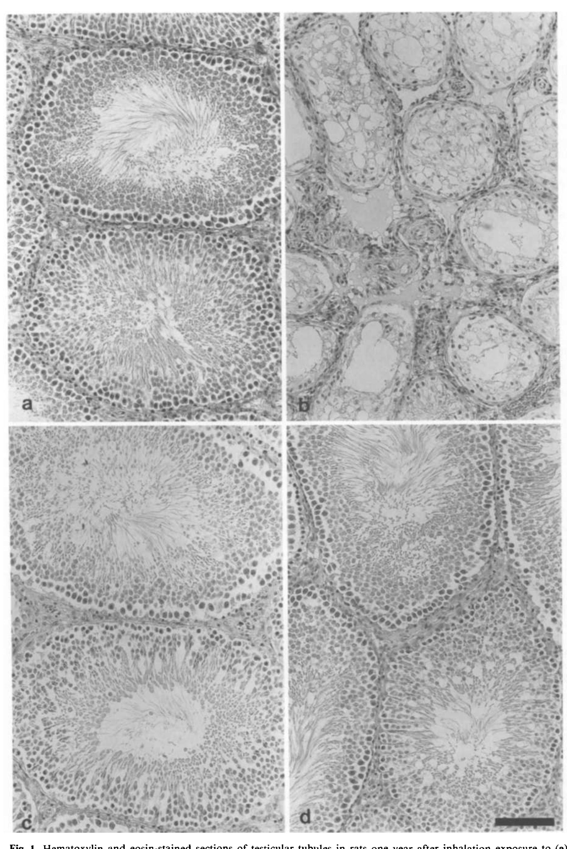 Figure 1 - Testicular atrophy and loss of nerve growth