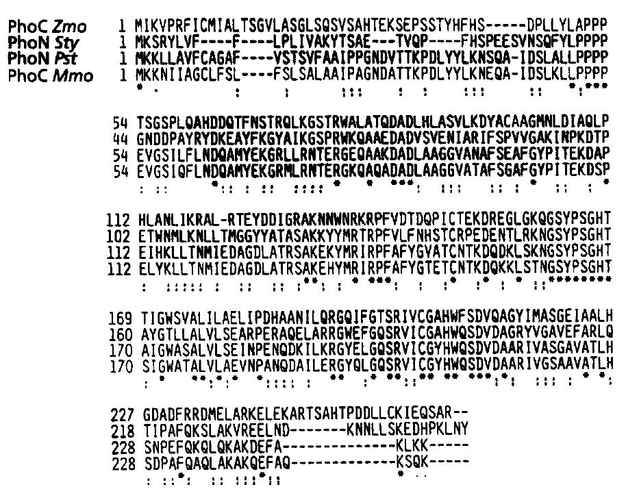 Comparison of the deduced amino acid sequence of the phoc
