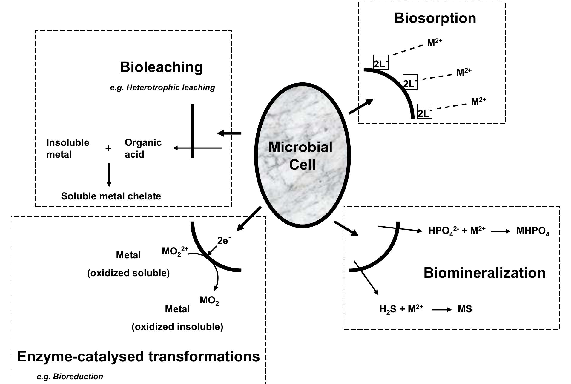 Mechanisms of metal-microbe interactions during