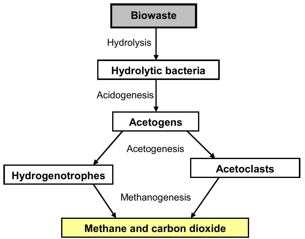 Schematic representation of the reaction pathways for