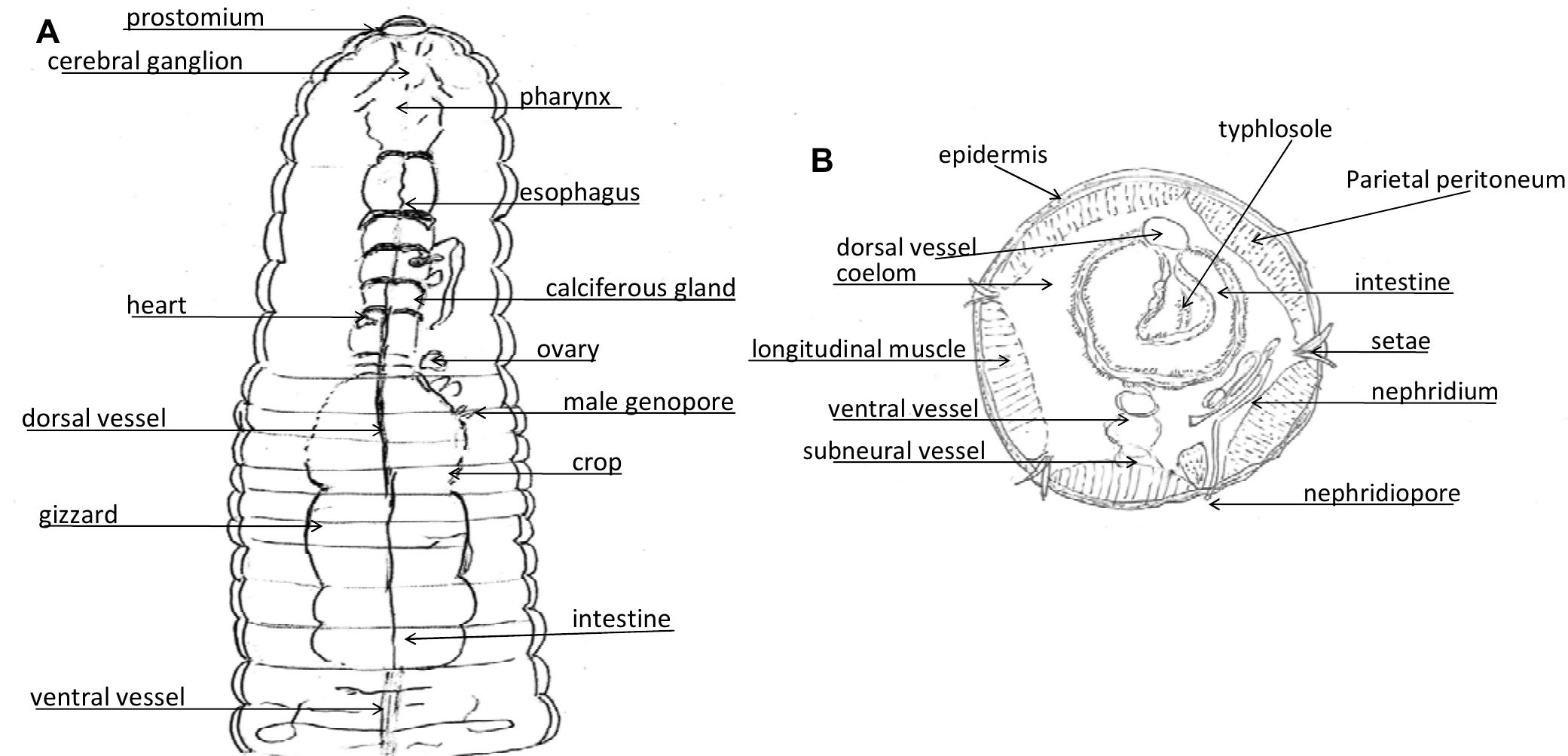 (a) internal anatomy of earthworm; (b) transverse section of