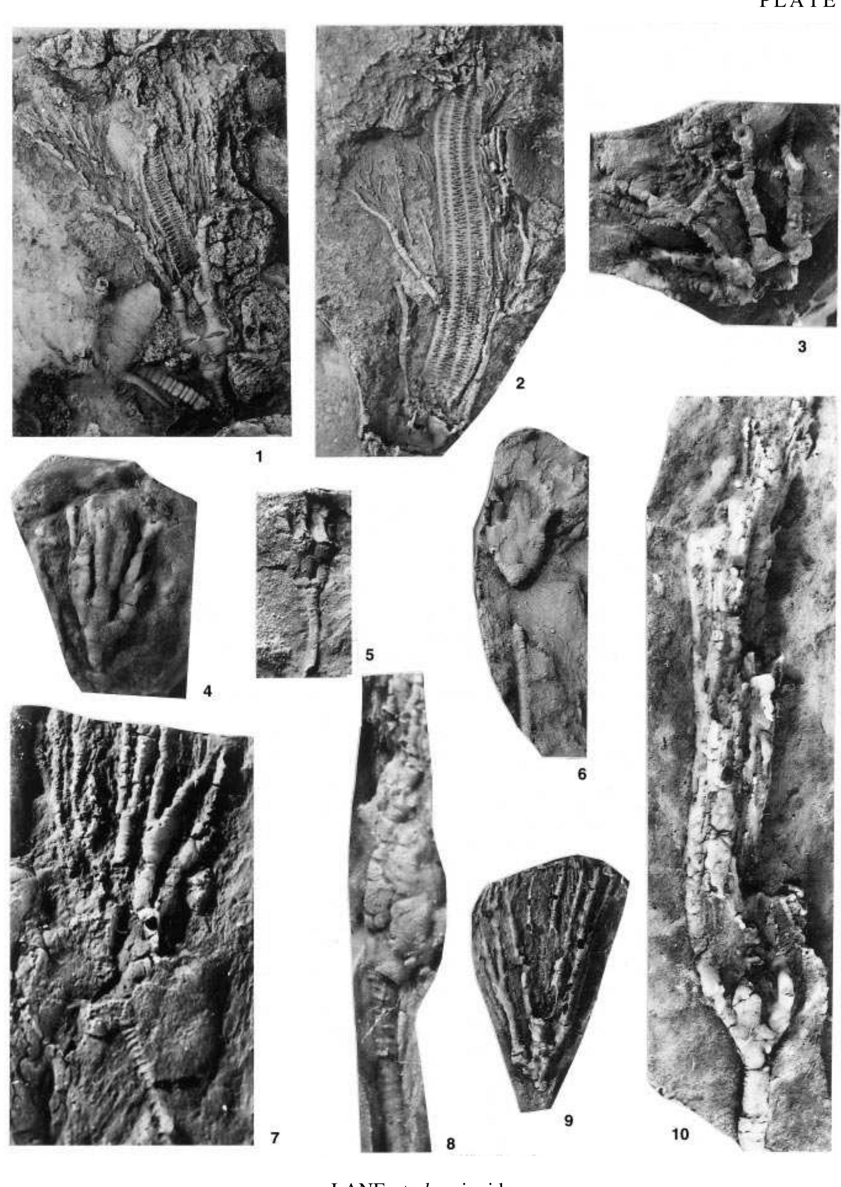 Figure 6 - Revision of Late Devonian (Famennian) and some