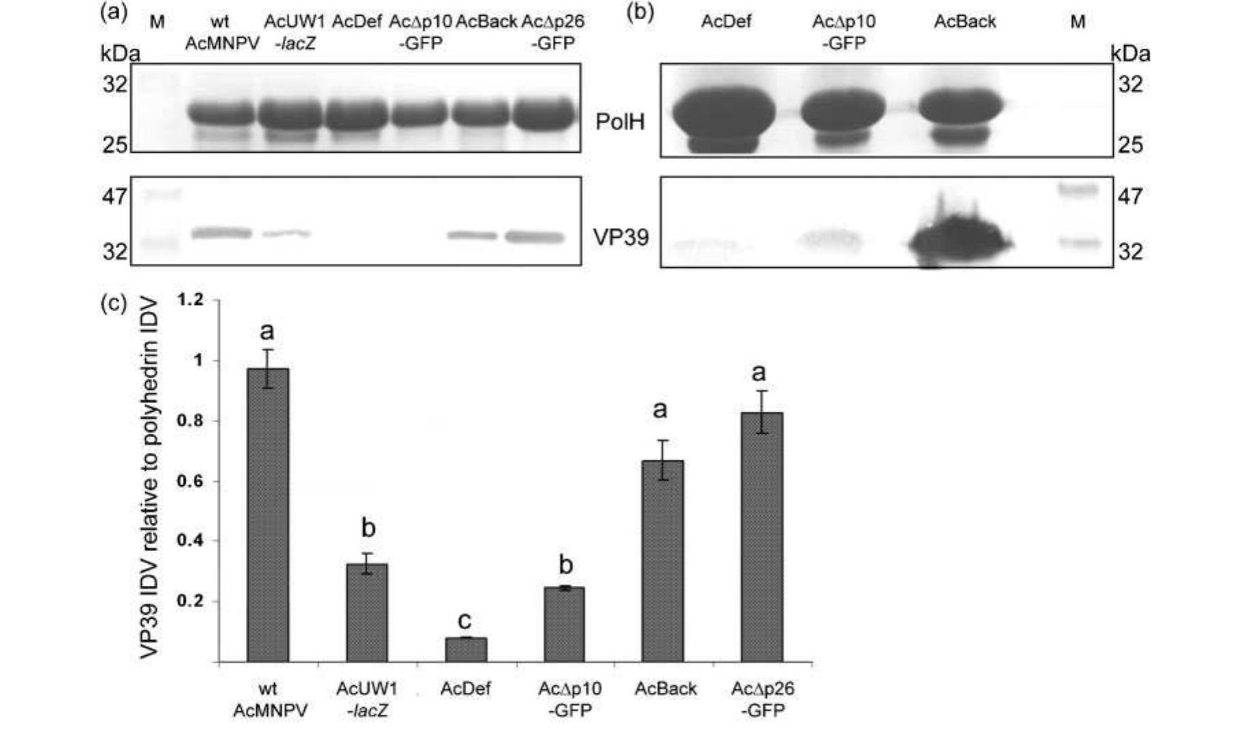 Sds-page and western blot analysis of virion occlusion