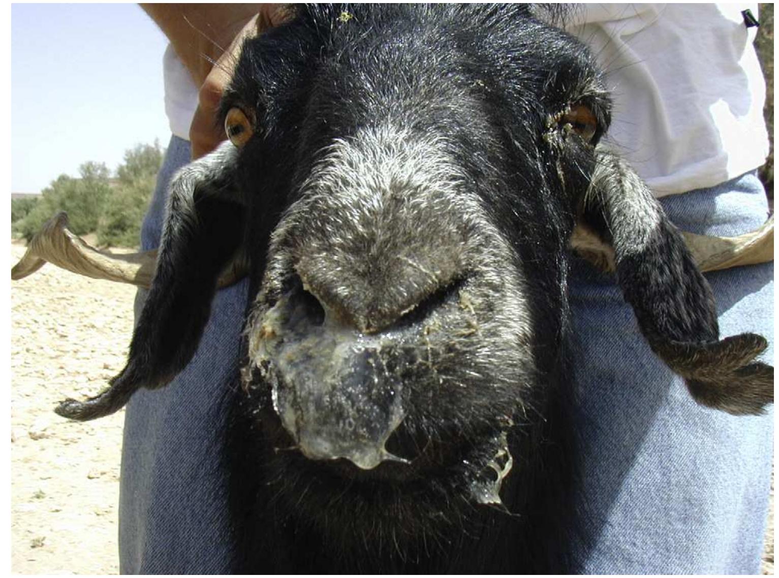 Figure 3 - from A review of comparative aspects of myiasis