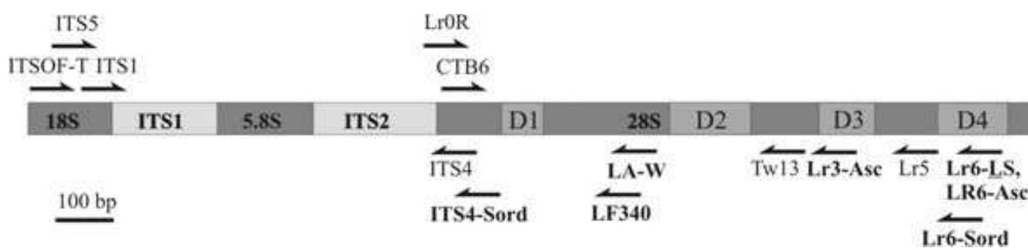 Map of primers used for amplification of the its and 28s