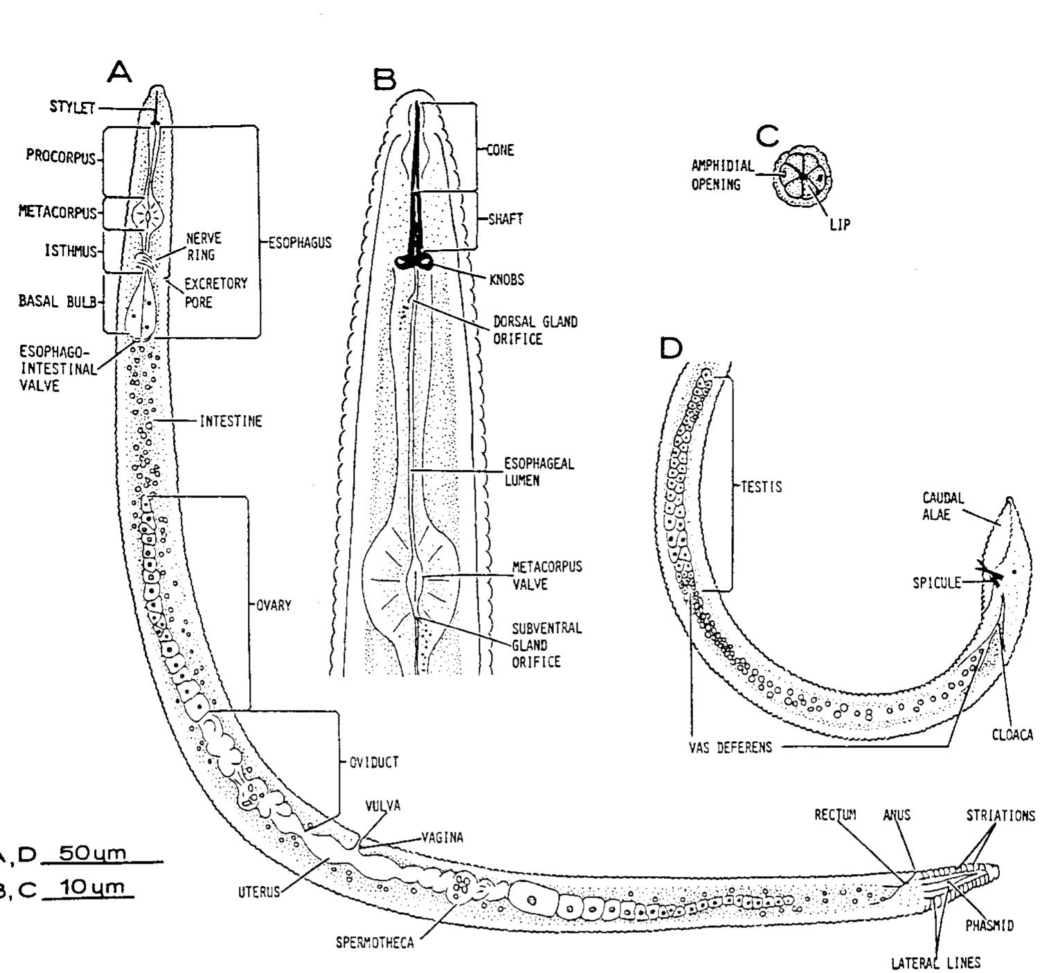 The testis of the male reproductive system (fig. 8.2d) is