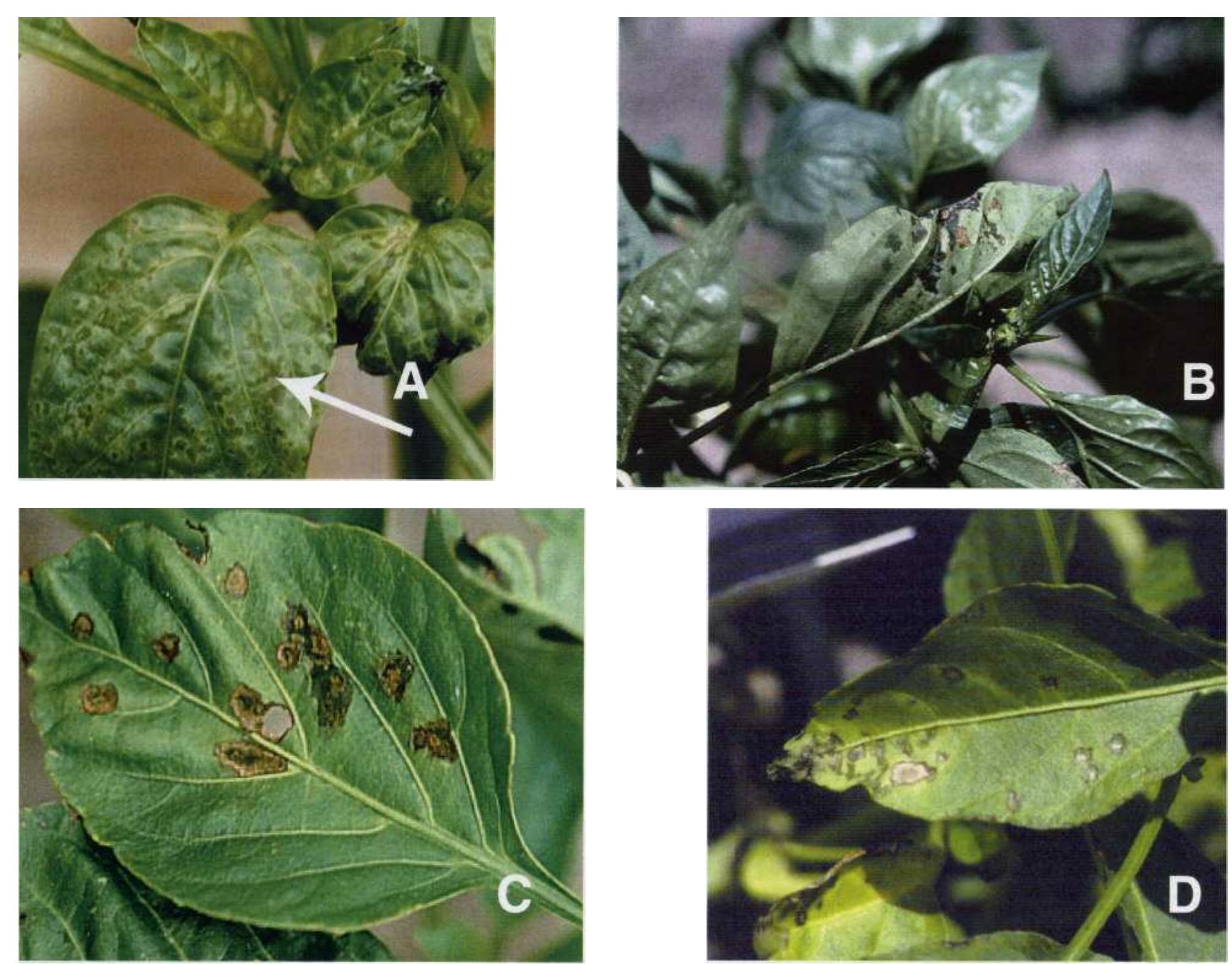 Leaf symptoms on pepper. a: water-soaked young lesions; b: