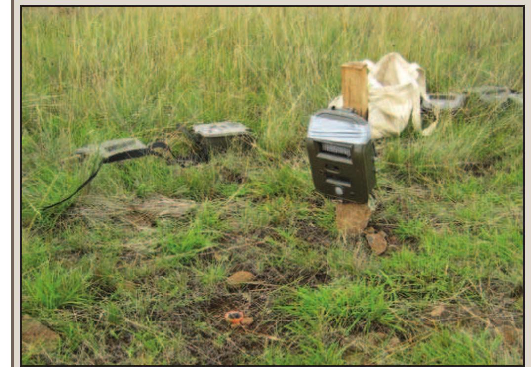 Fic. 2. example of the camera trap set up used to detect the