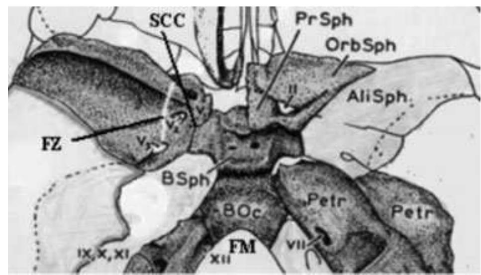 Cranial base in a 6-month-old embryo shown from above