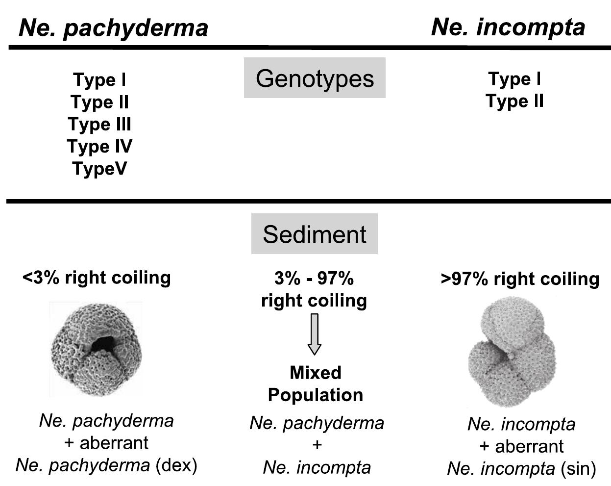 Flow diagram of the simplified nomenclature and
