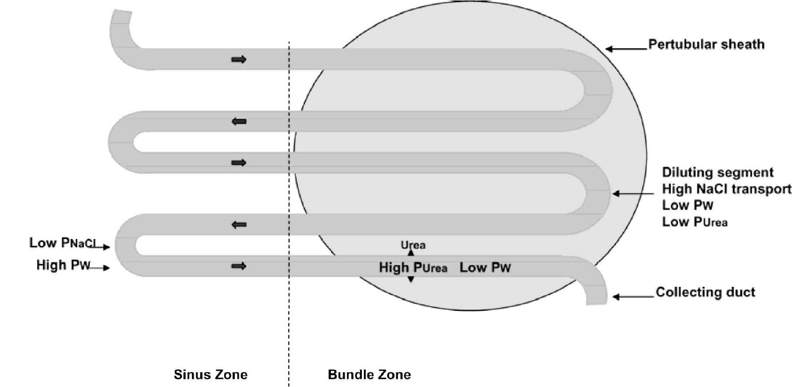 Hypothesised model of passive renal urea reabsorption in s.