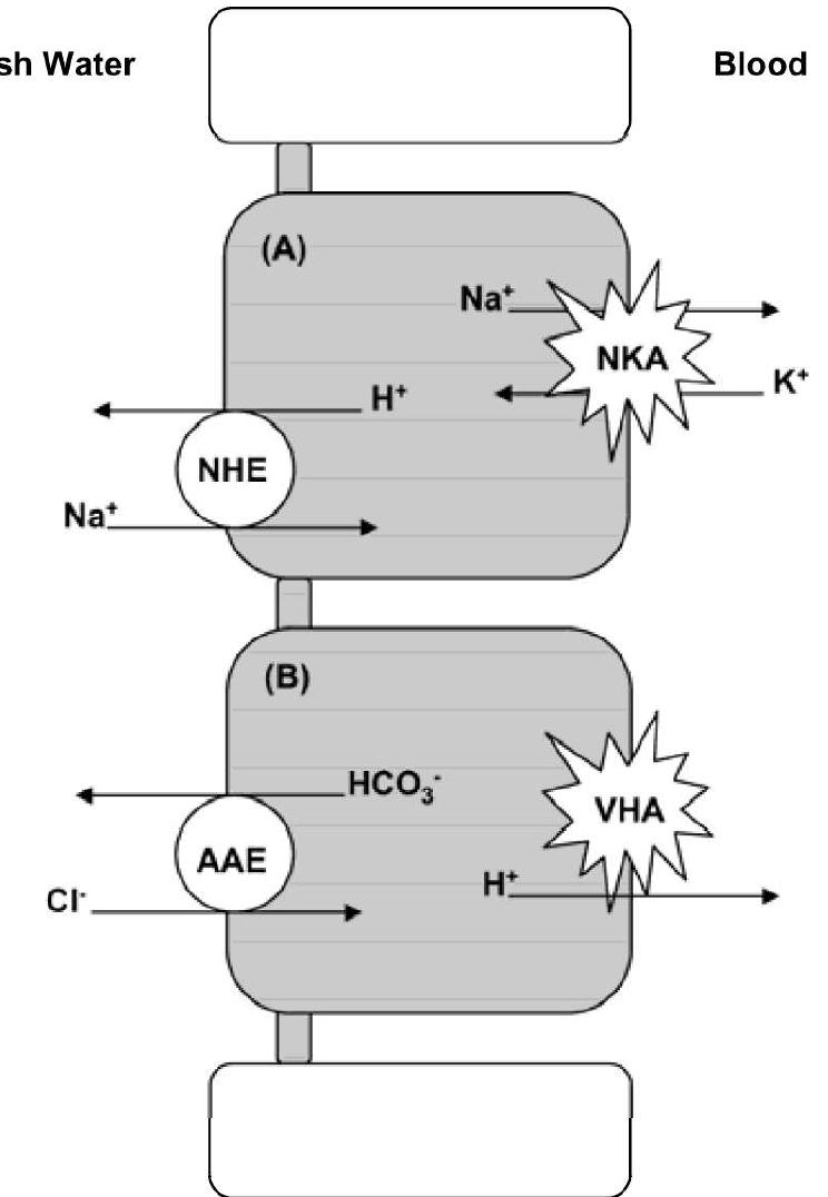 Hypothesised model of acid—base and nacl transport in the