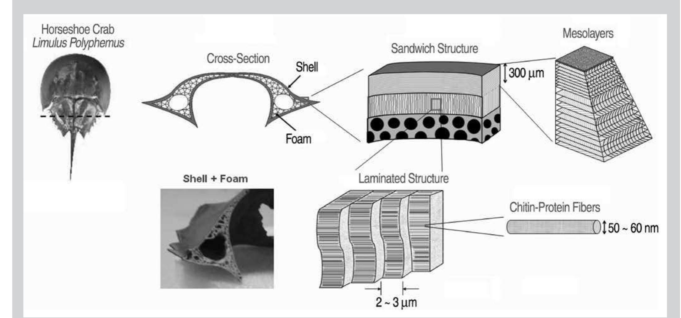 The hierarchical structure of the horseshoe crab