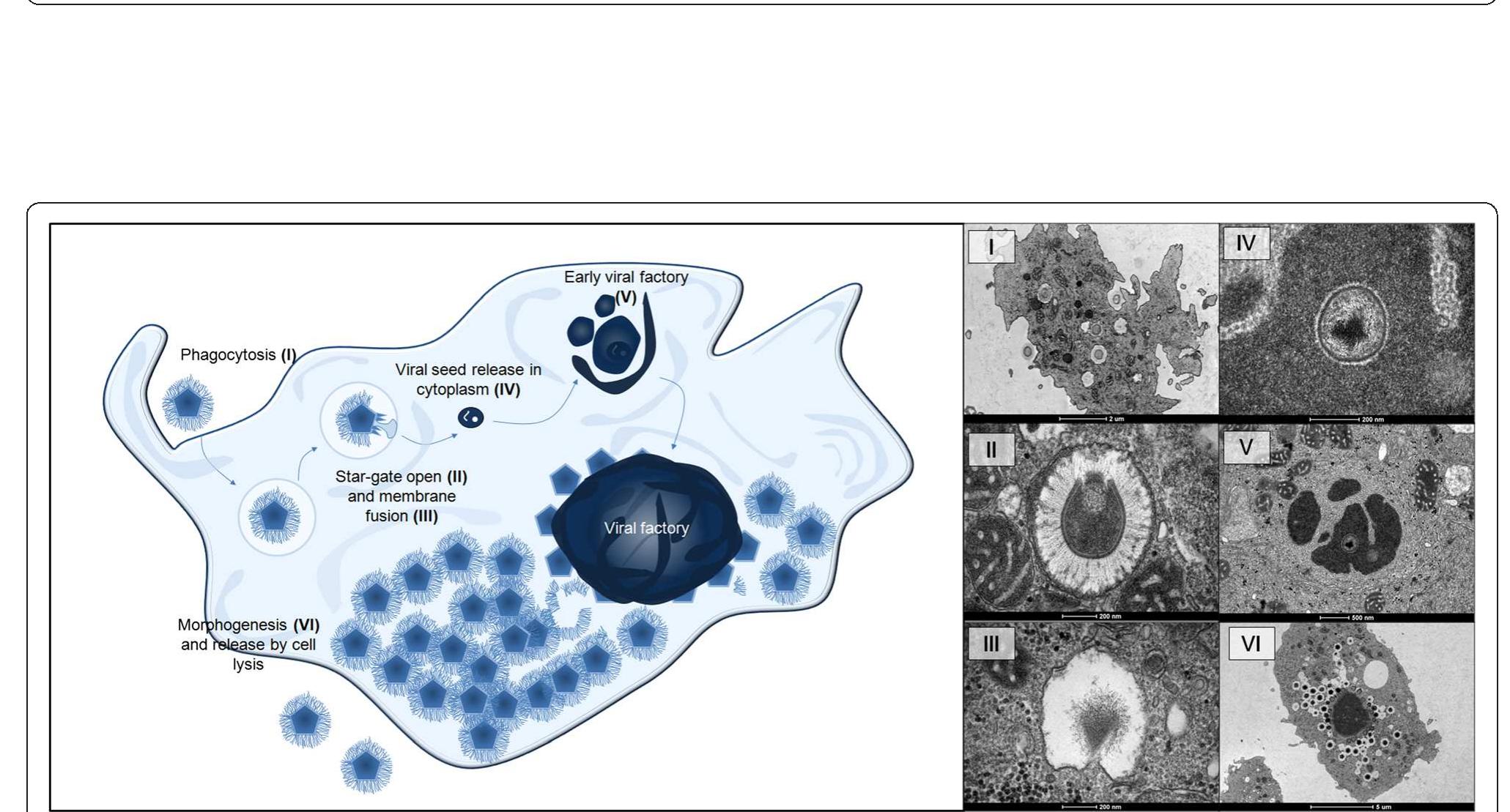 Mimivirus replication cycle in amoebas. (i) phagocytosis.