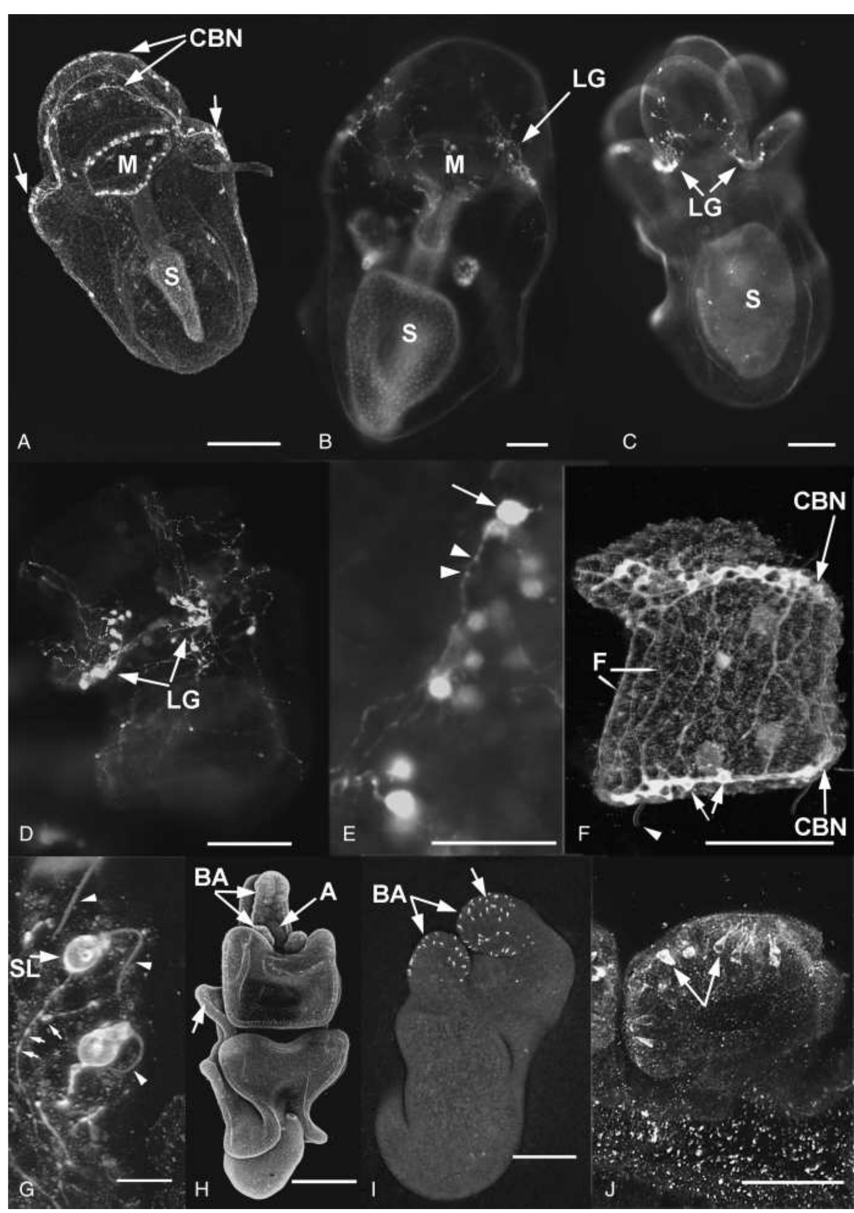 Figure 3 - Apical organs in echinoderm larvae: insights into