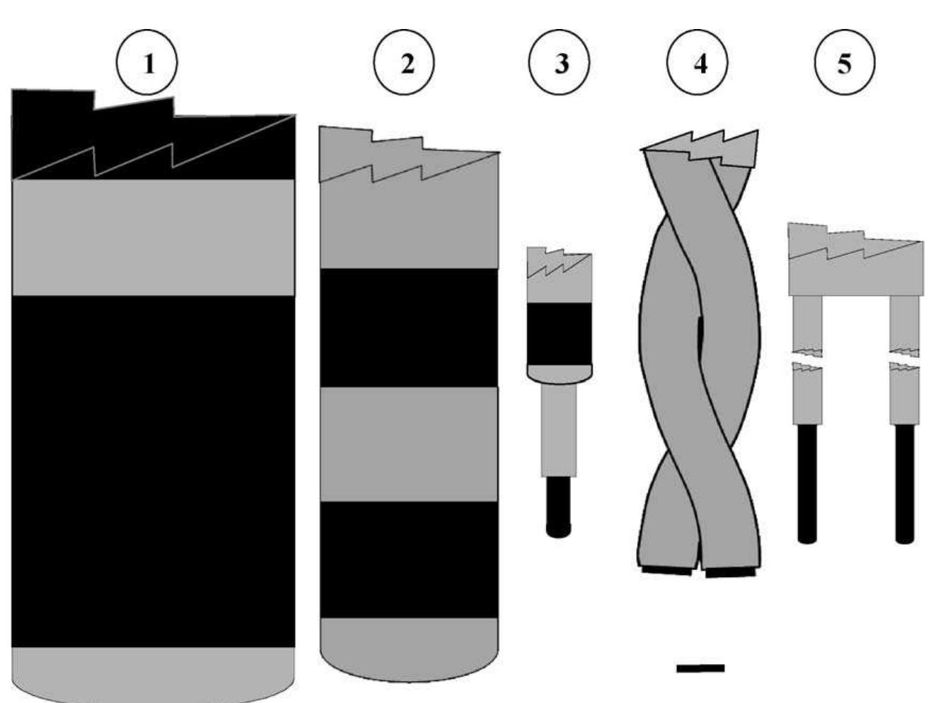Types of electrodes utilized for dbs. schematic drawing