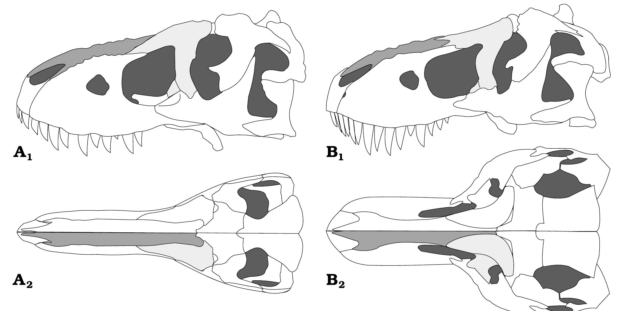 (PDF) Giant theropod dinosaurs from Asia and North America: Skulls of ...