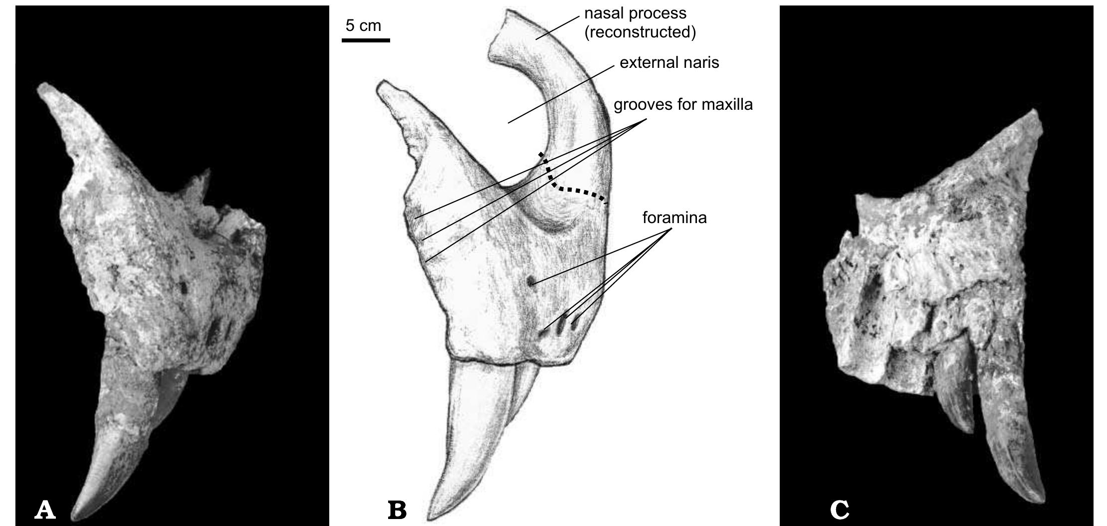 (PDF) Giant theropod dinosaurs from Asia and North America: Skulls of ...