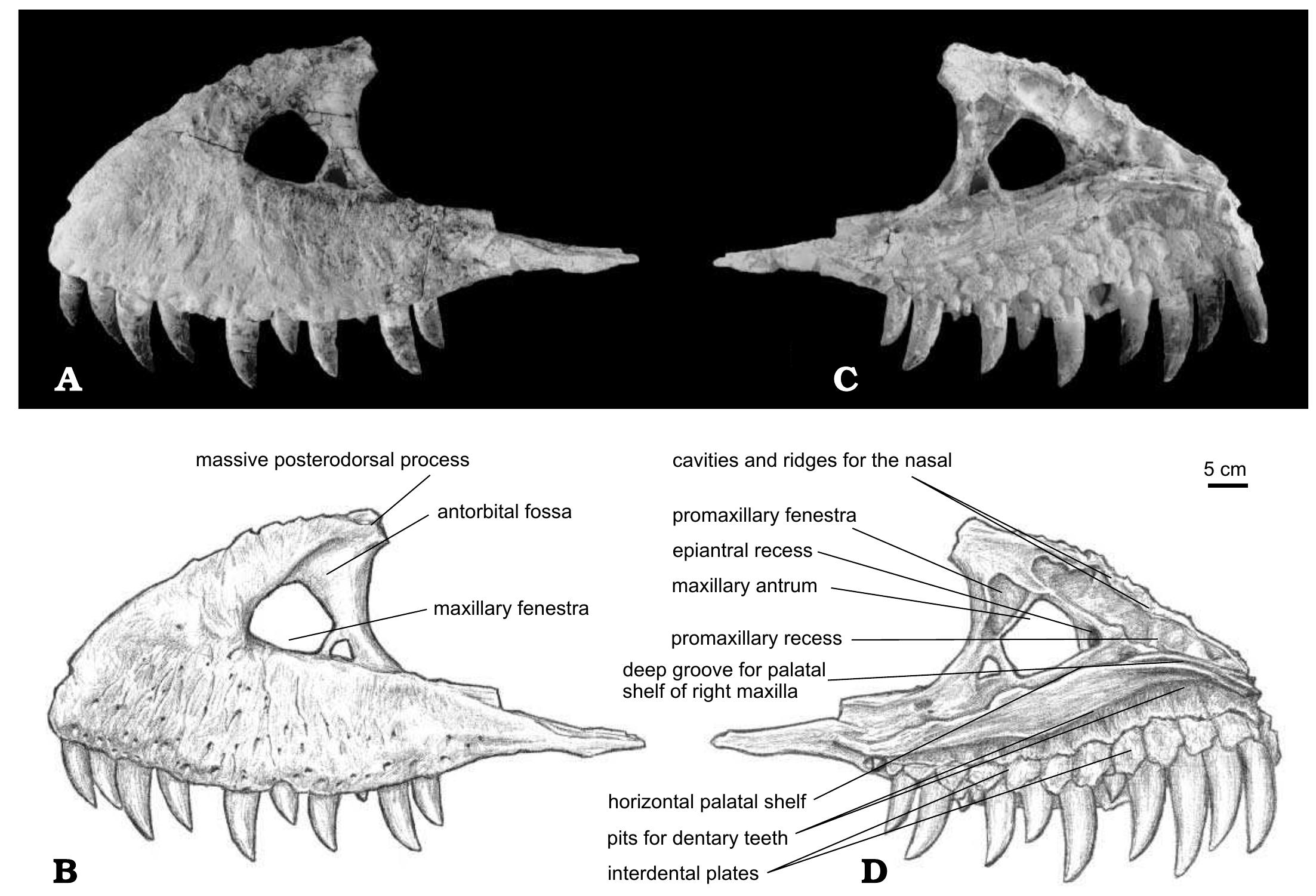 Left maxilla of tarbosaurus bataar zpal mgd-i1/4 in lateral