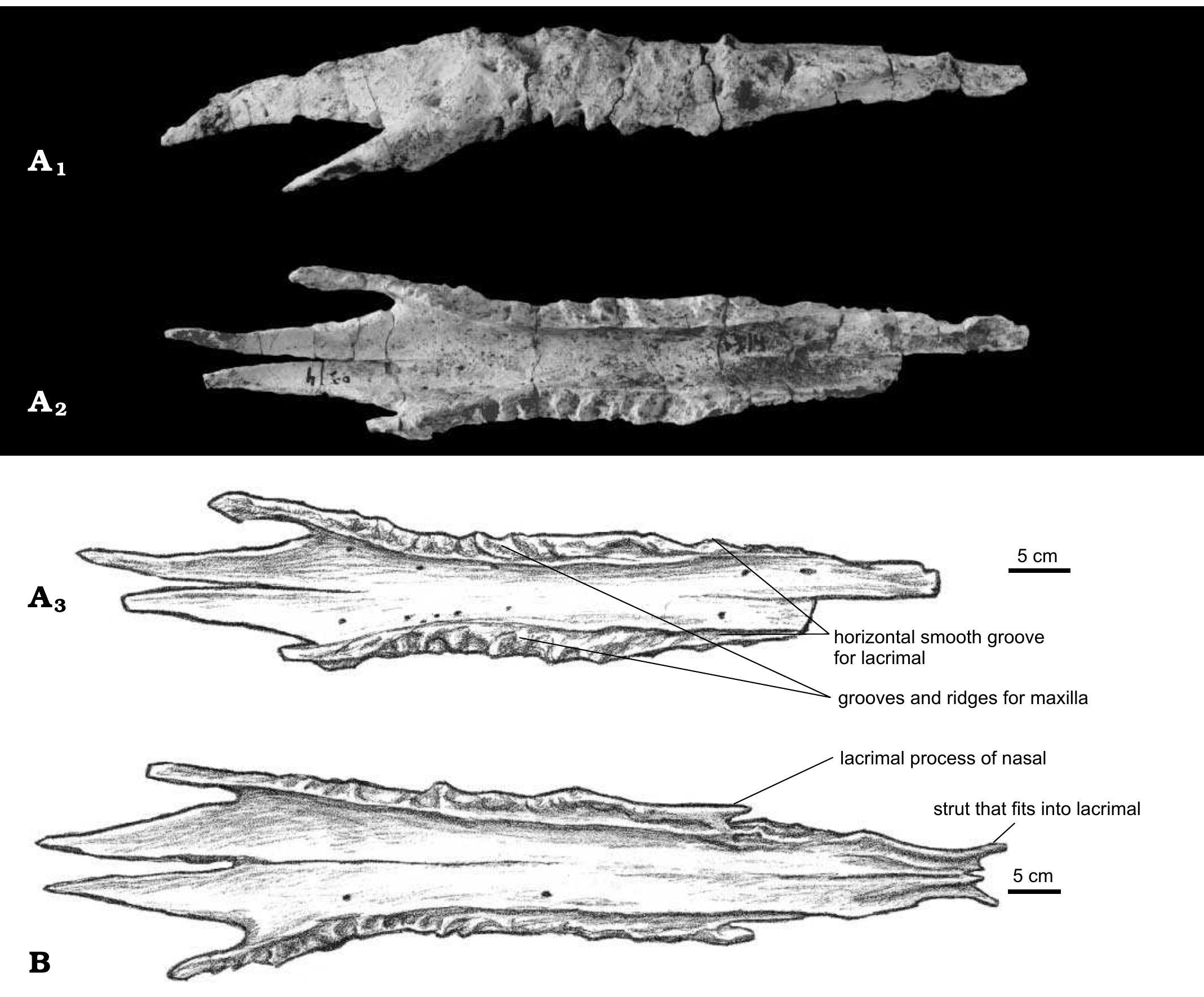 Figure 5 - from Giant theropod dinosaurs from Asia and North