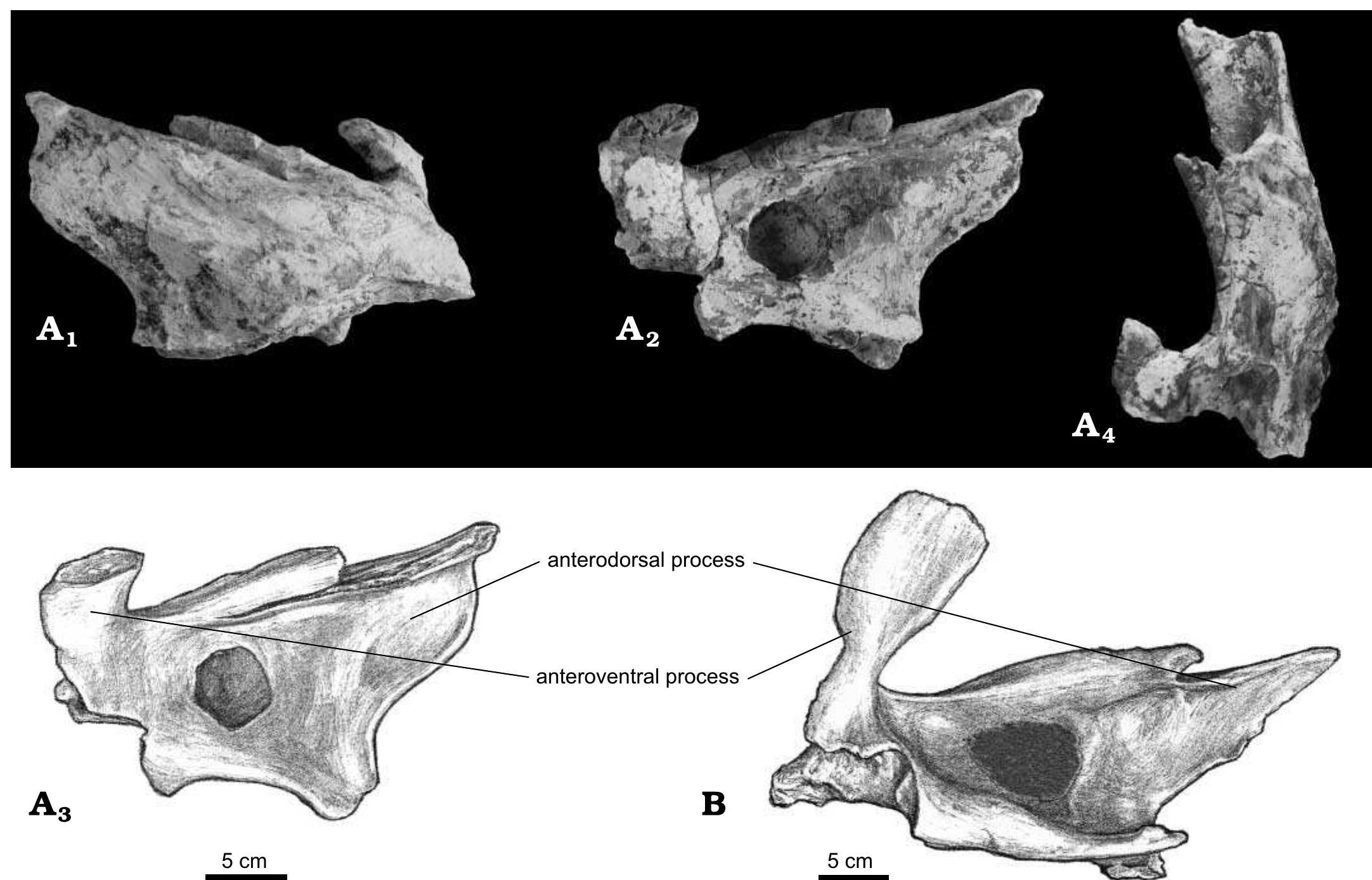 (PDF) Giant theropod dinosaurs from Asia and North America: Skulls of ...