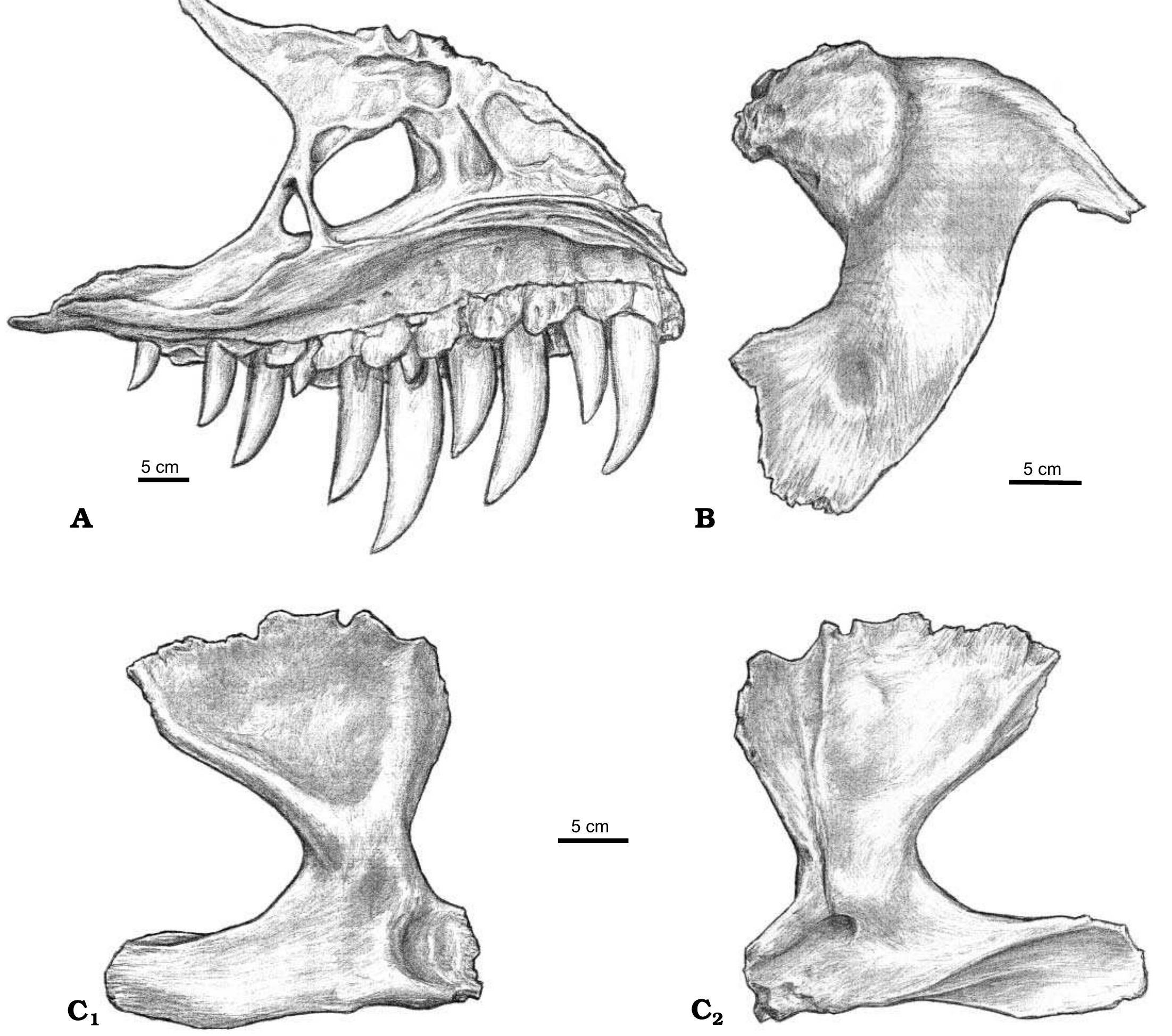 (PDF) Giant theropod dinosaurs from Asia and North America: Skulls of ...