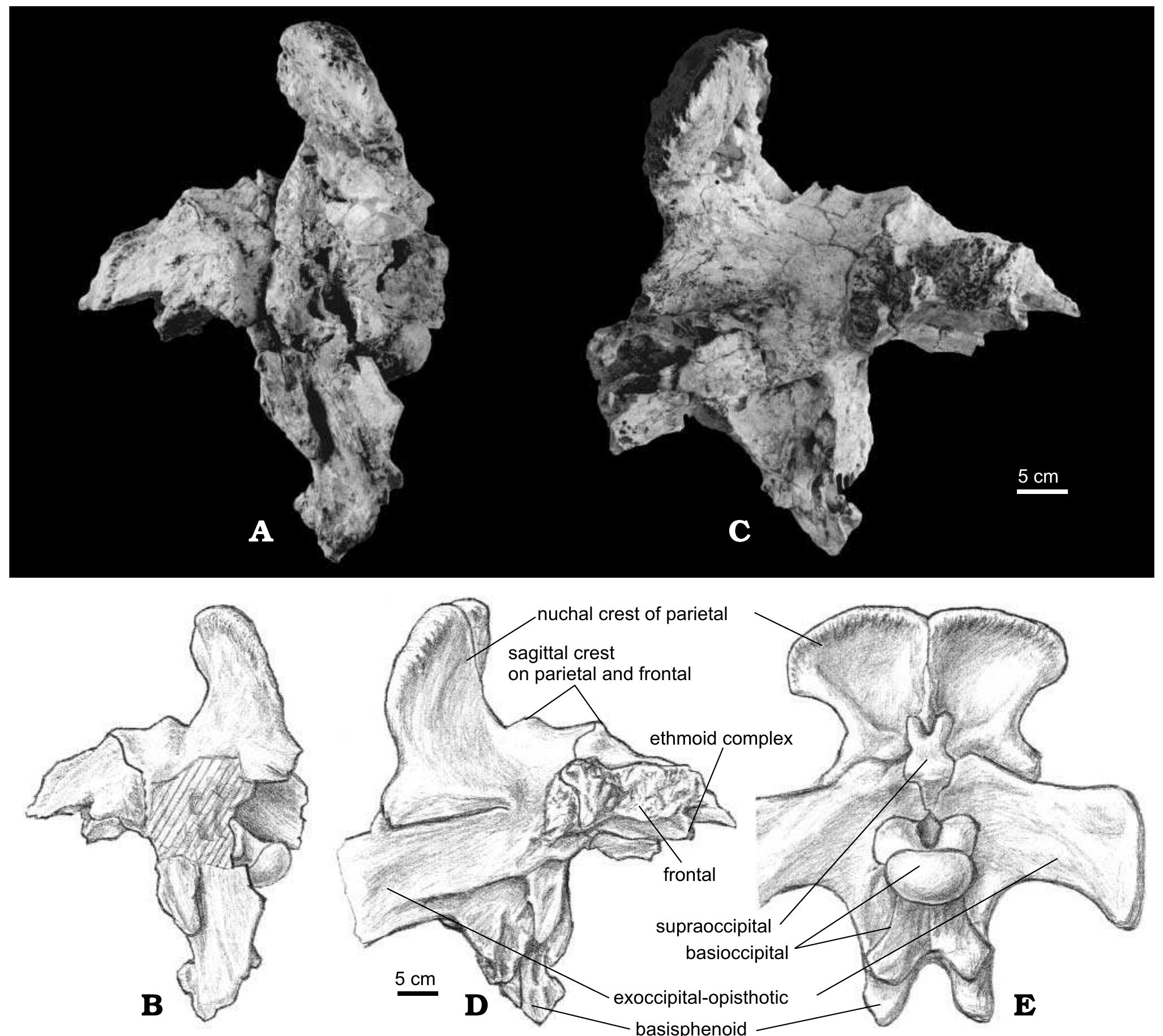 (PDF) Giant theropod dinosaurs from Asia and North America: Skulls of ...