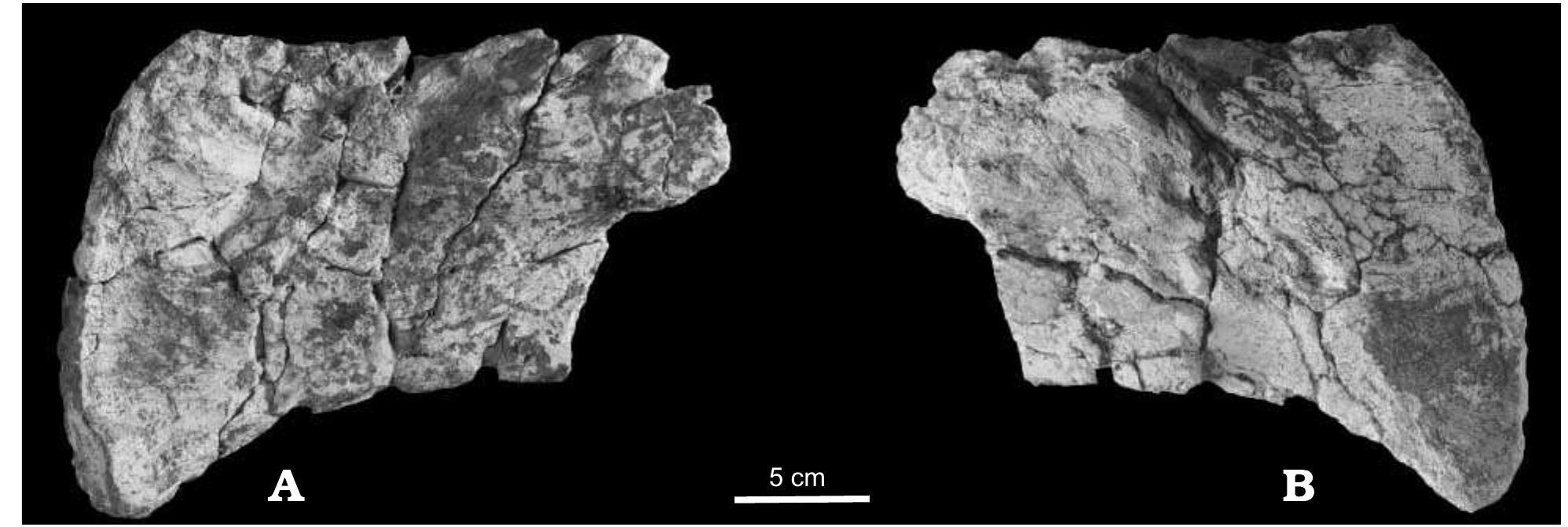 Left exoccipital-opisthotic of tarbosaurus bataar zpal